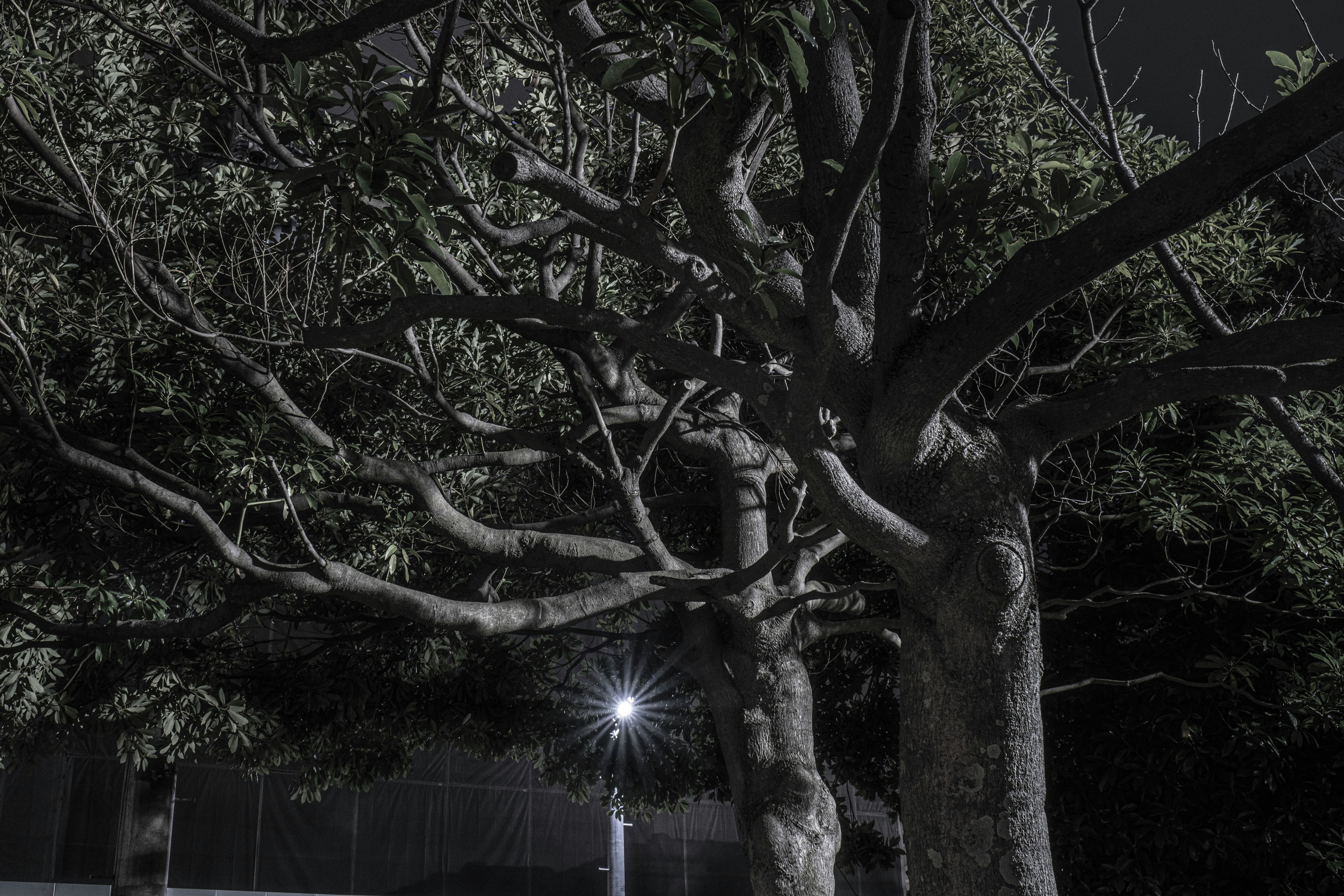 Trees At Night Pictures | Download Free Images on Unsplash