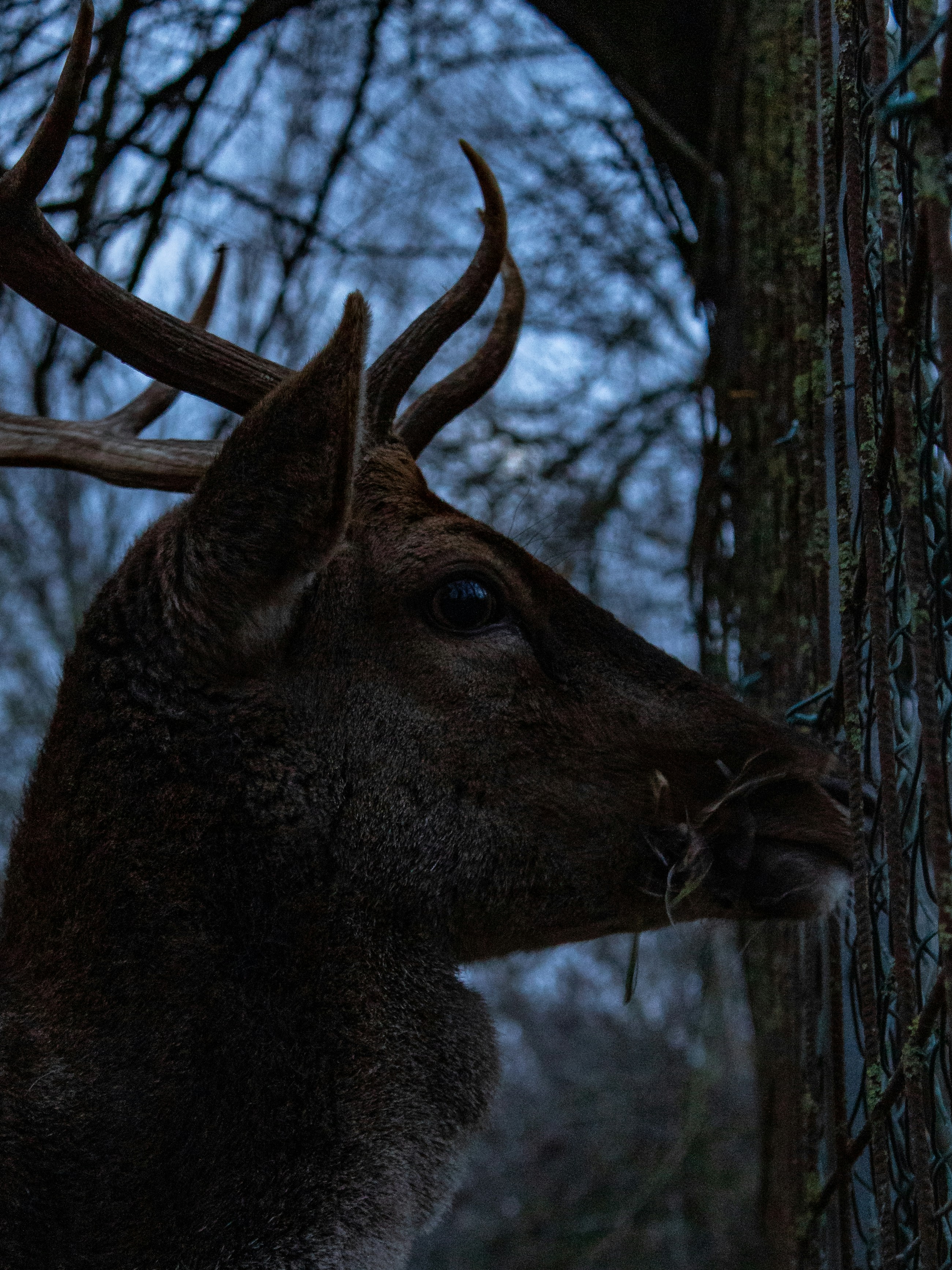Twilight Buck by the Fence: a Quiet Gaze in Blue Hour