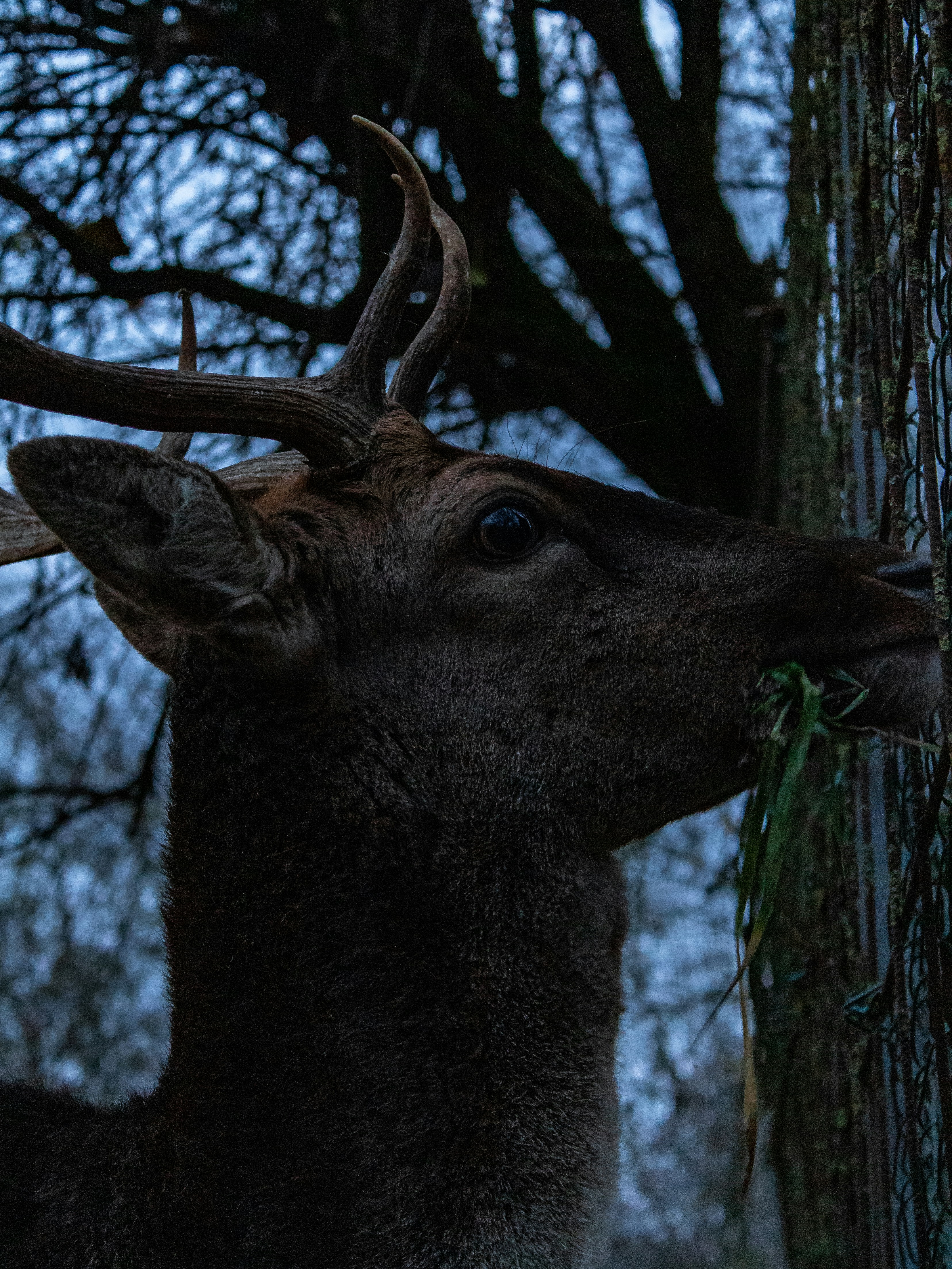 Deer eating grass from net