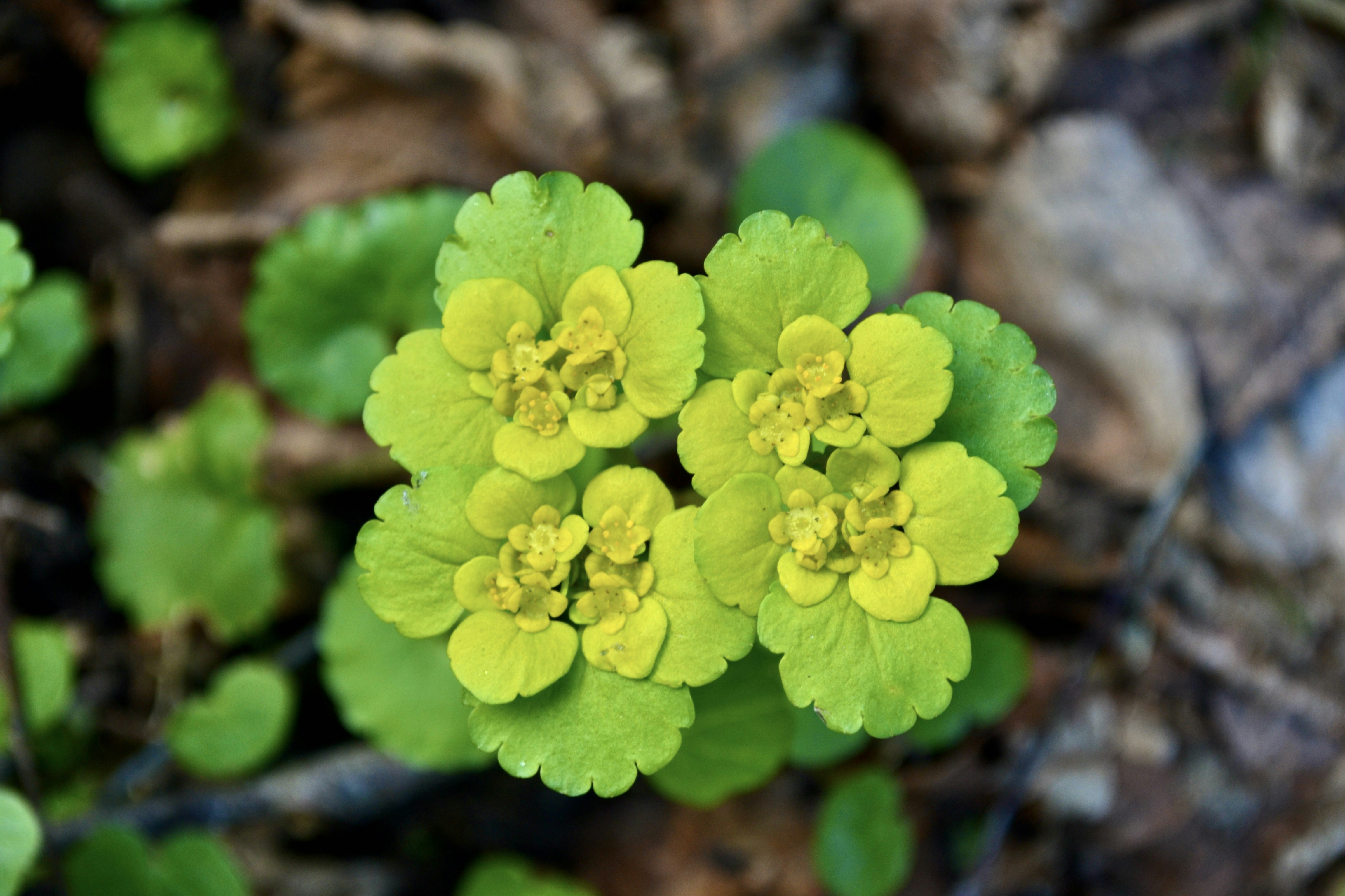 Verdant Symmetry: A Cluster of Luminous Yellow-Green Blooms
