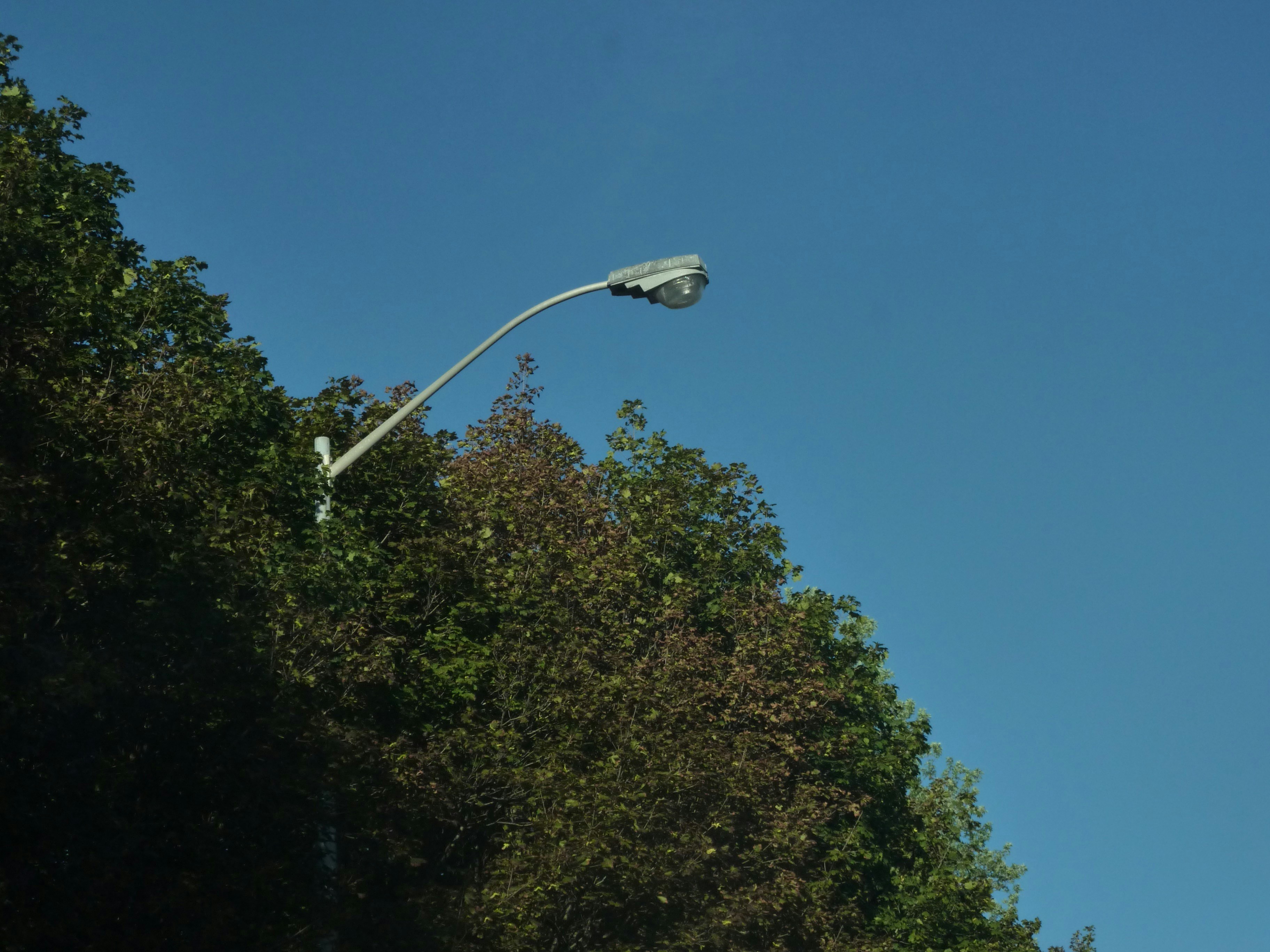 A streetlight stands tall above a canopy of greenery against a clear blue sky.