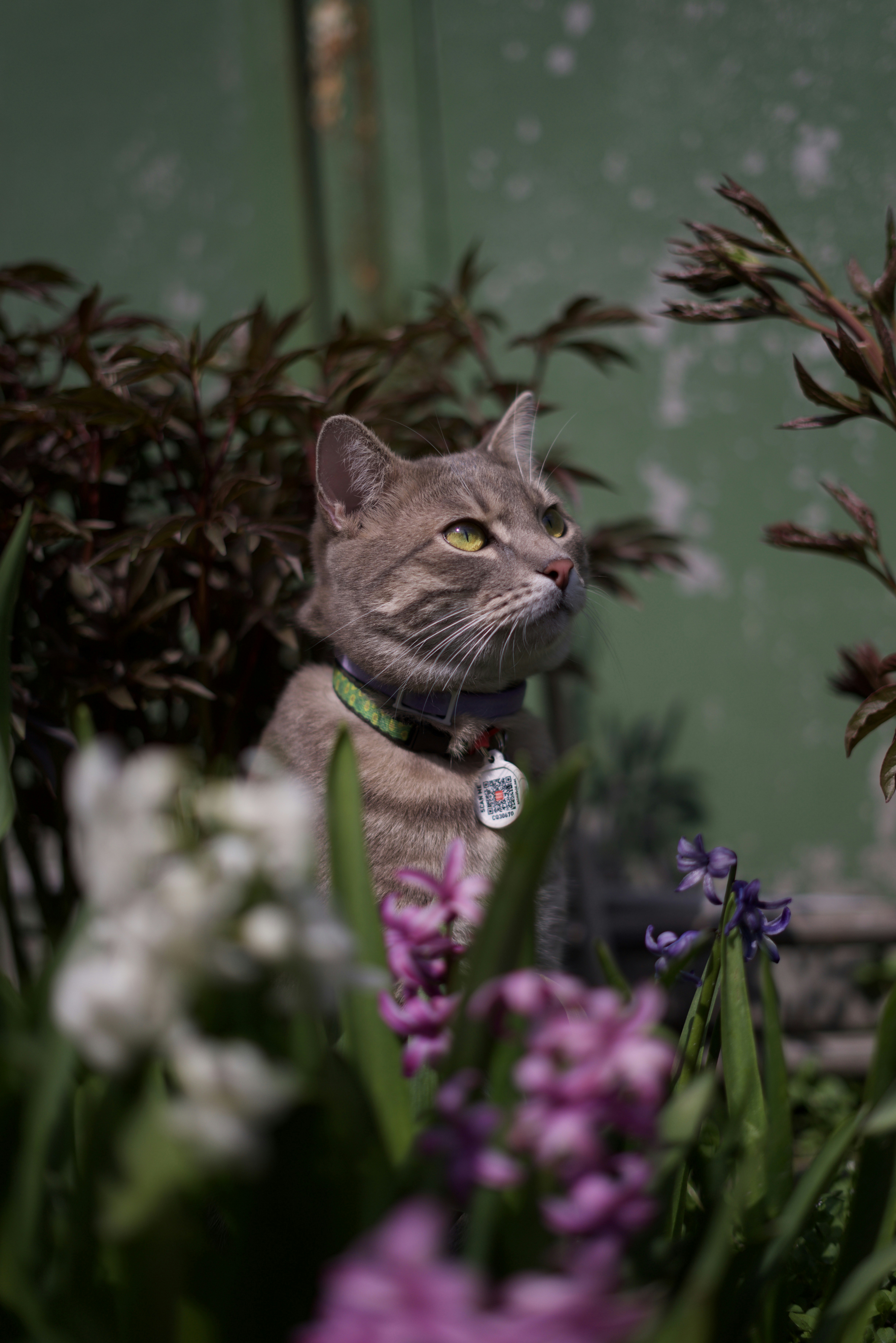A cat in a flower photo – Free Flower Image on Unsplash