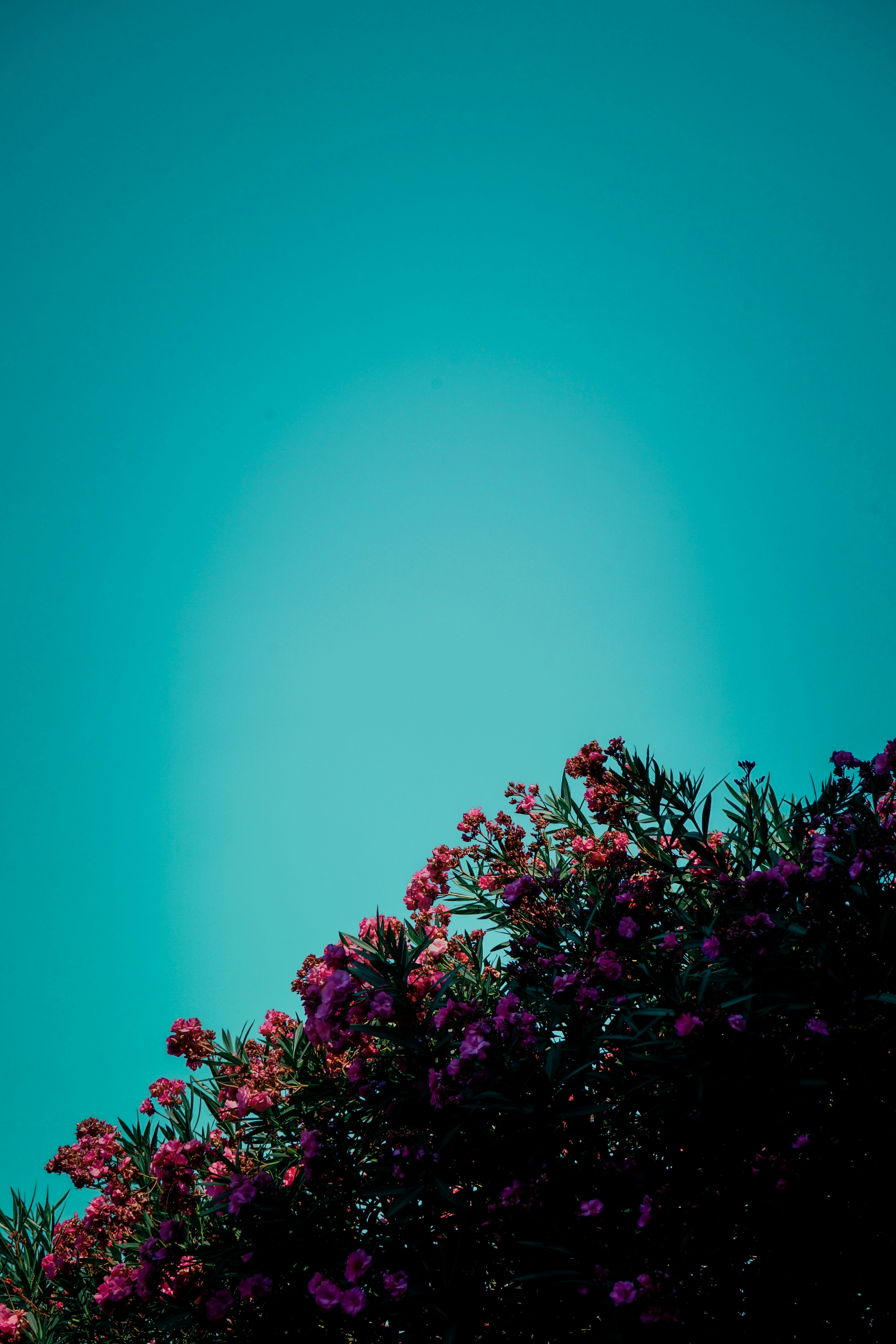 Edge Bloom: Pink Blossoms Framing a Turquoise Sky