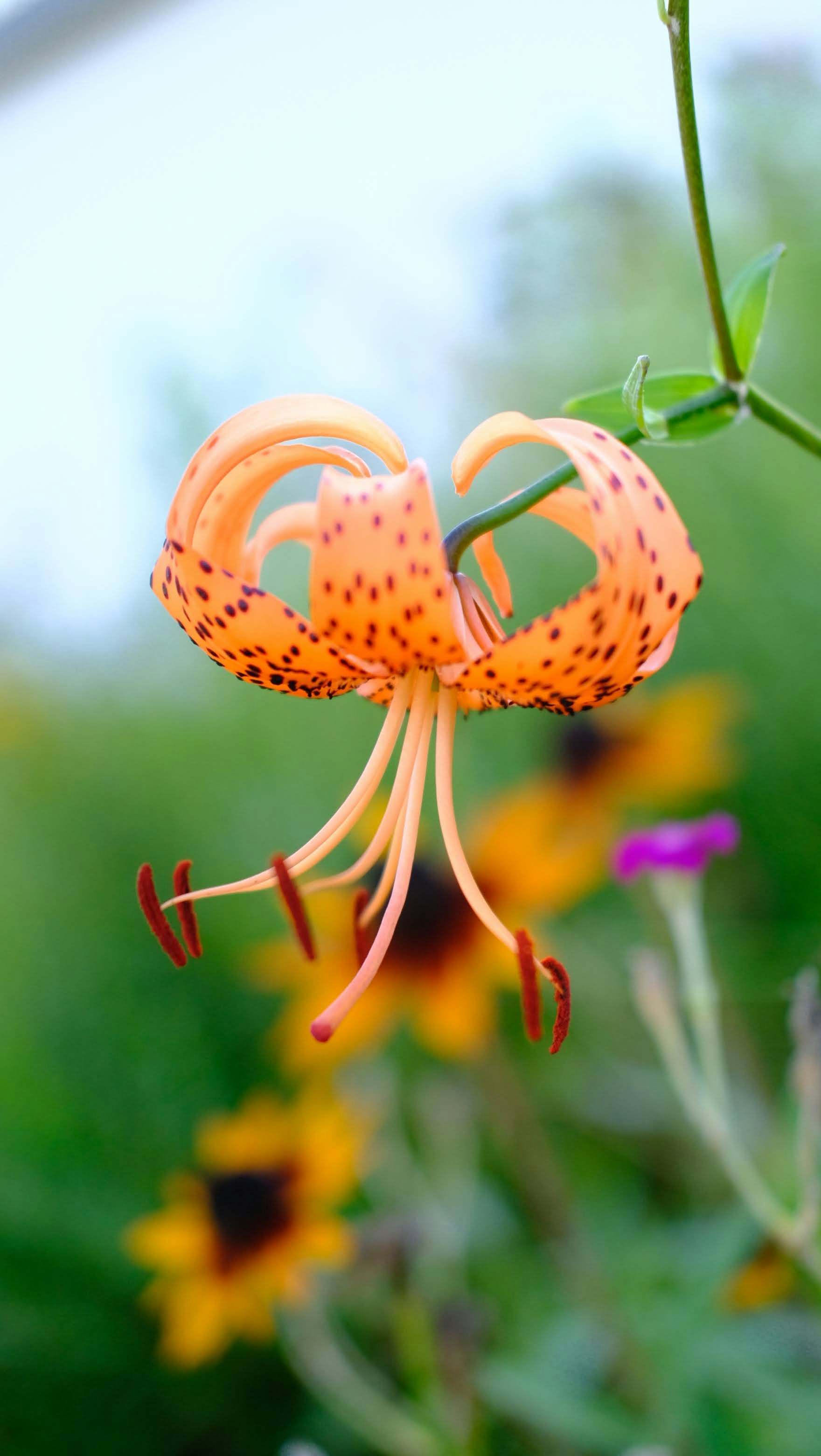 a close up of a flower