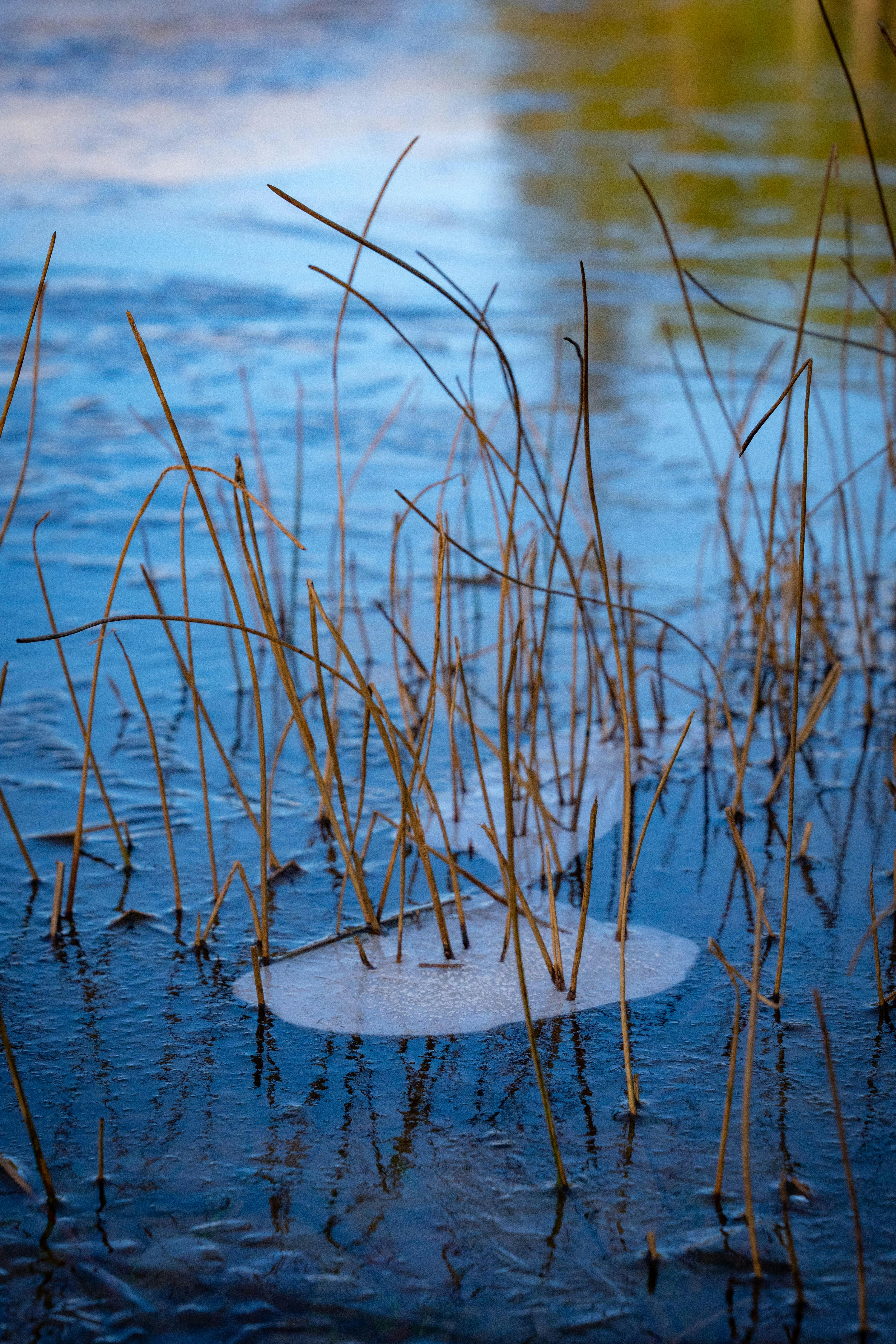 Glassy Blue Reflections: Reeds at the Ice-Quiet Marsh