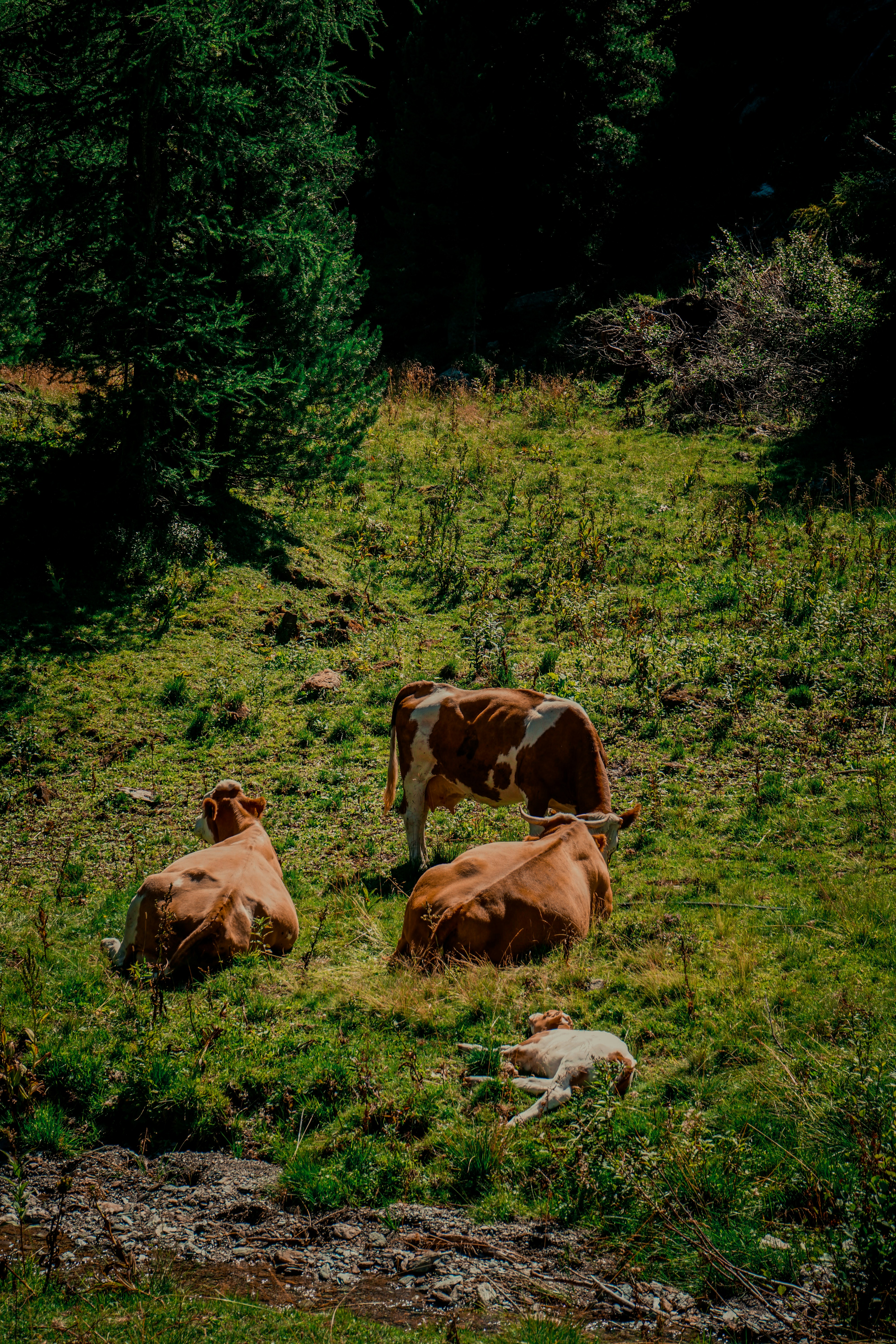 Sunny Meadow Siesta: Brown Cattle Resting Beneath Pine Shadows