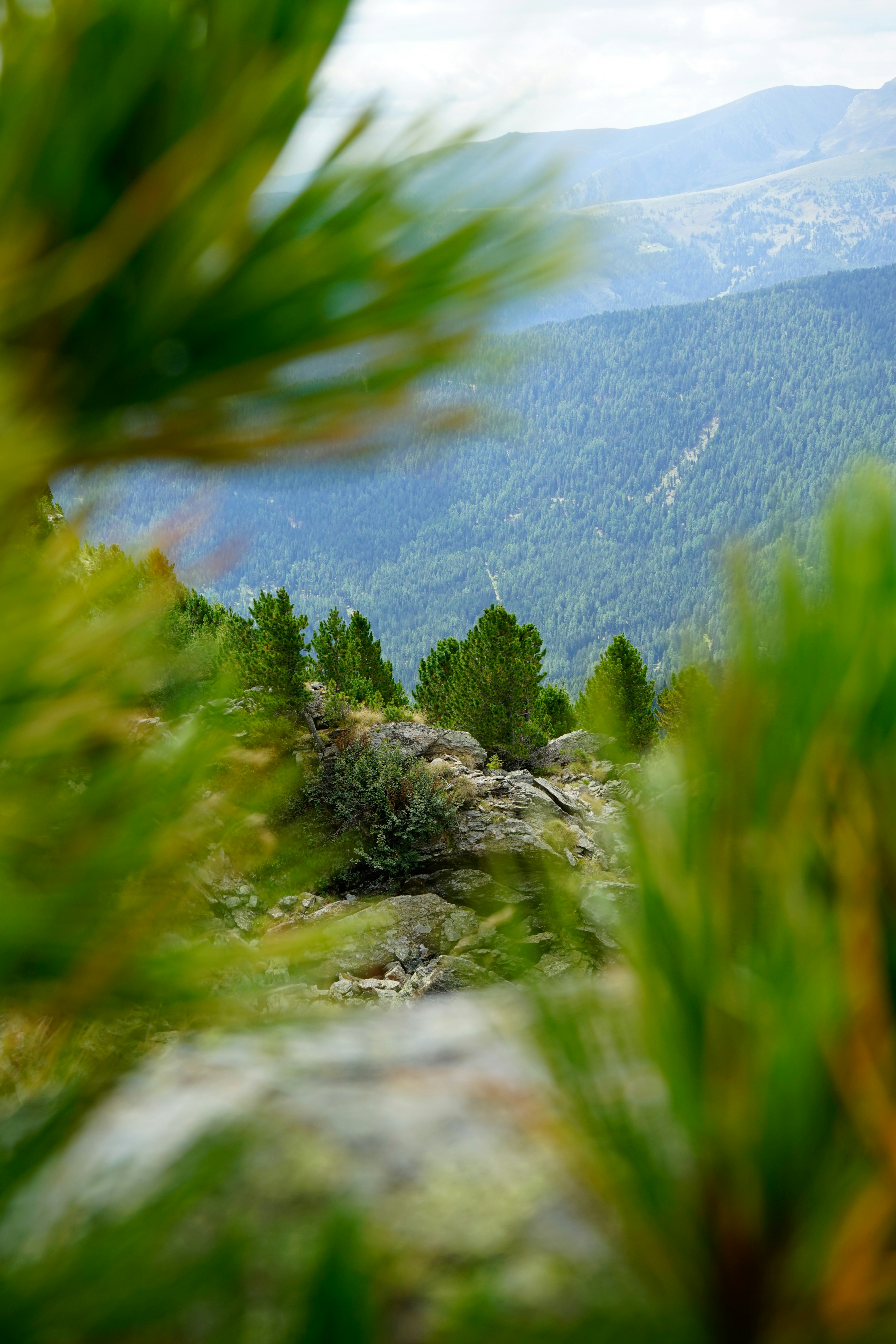 Rocky Crest Framed by Pine Needles Over an Alpine Valley