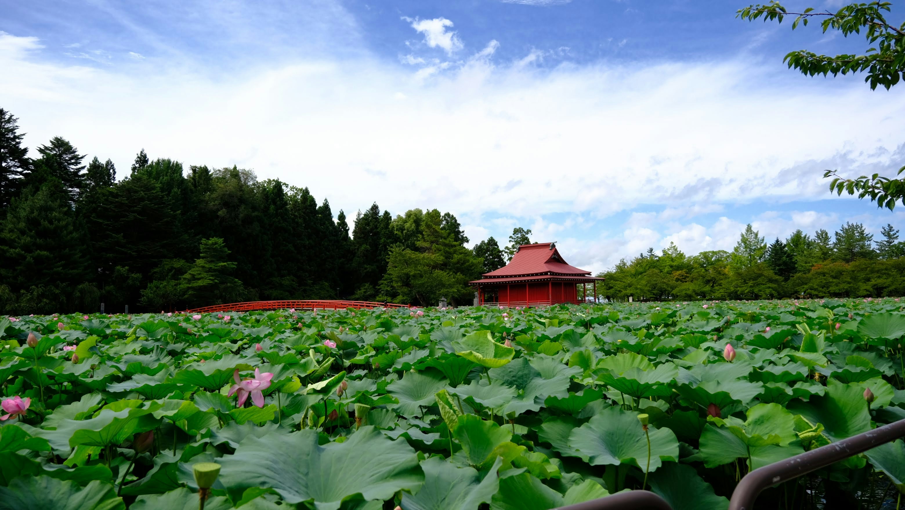 Red Pavilion Looms Over a Sea of Lotus Leaves
