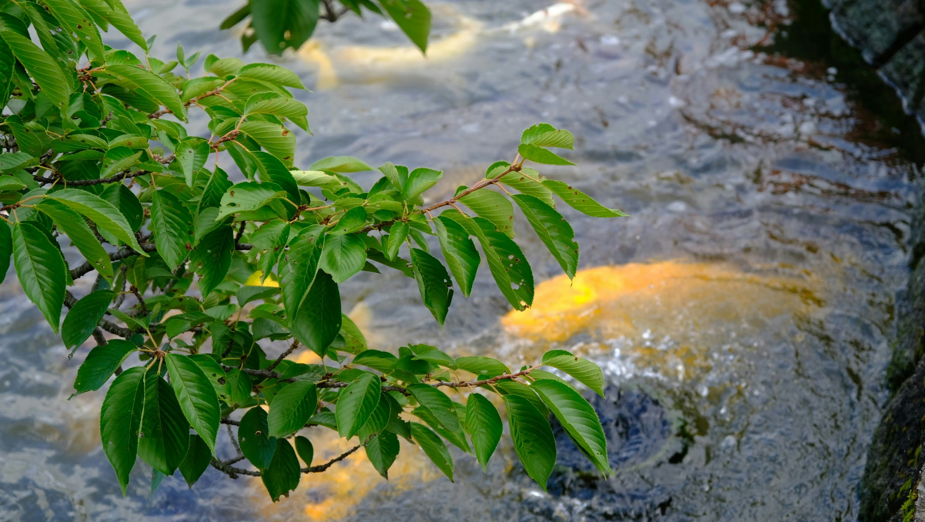 Photo by Seiya Maeda with Fujifilm X-T4