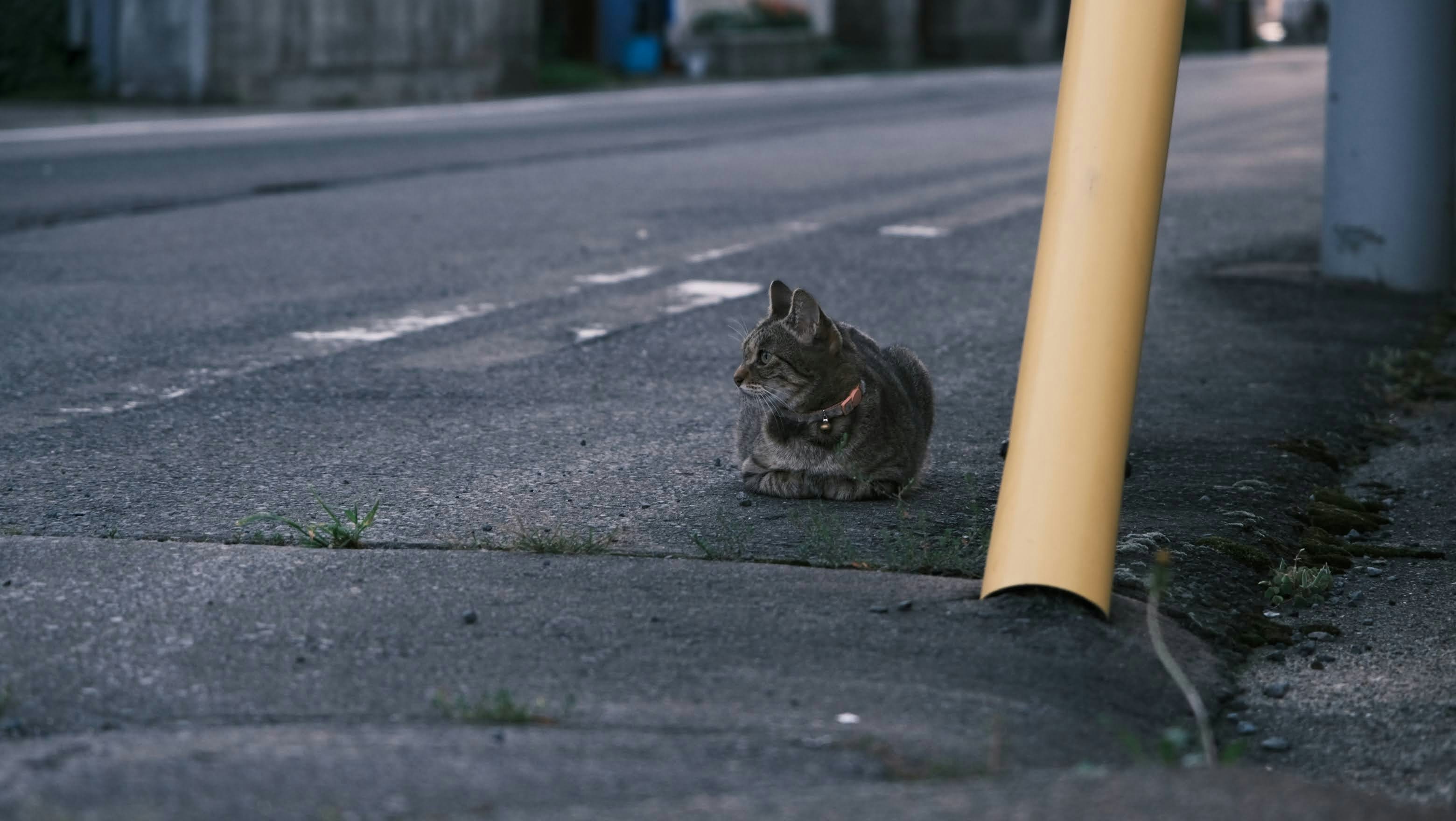 a cat sitting on the side of a road