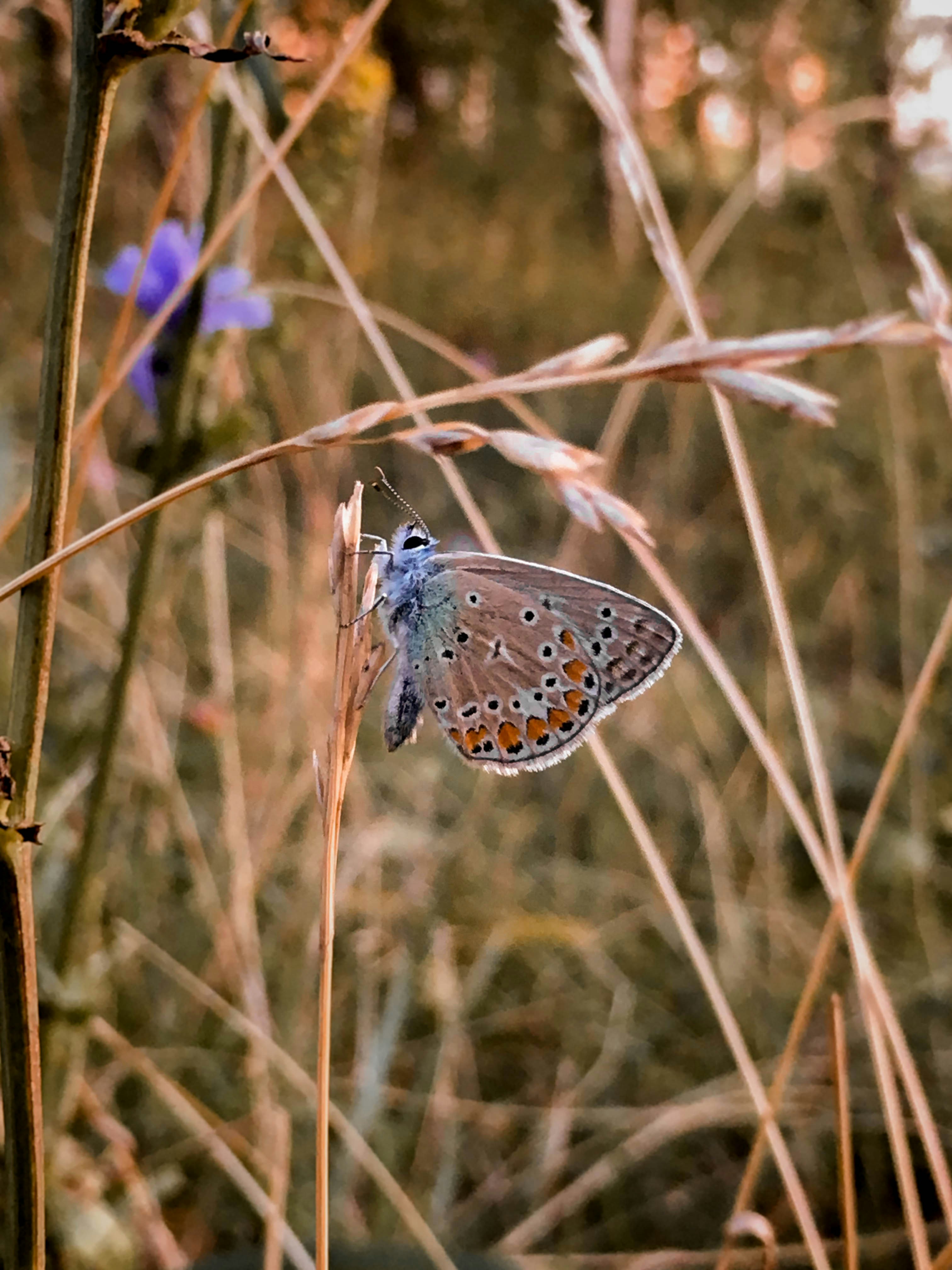 Azure-spotted butterfly resting among sunlit meadow stems