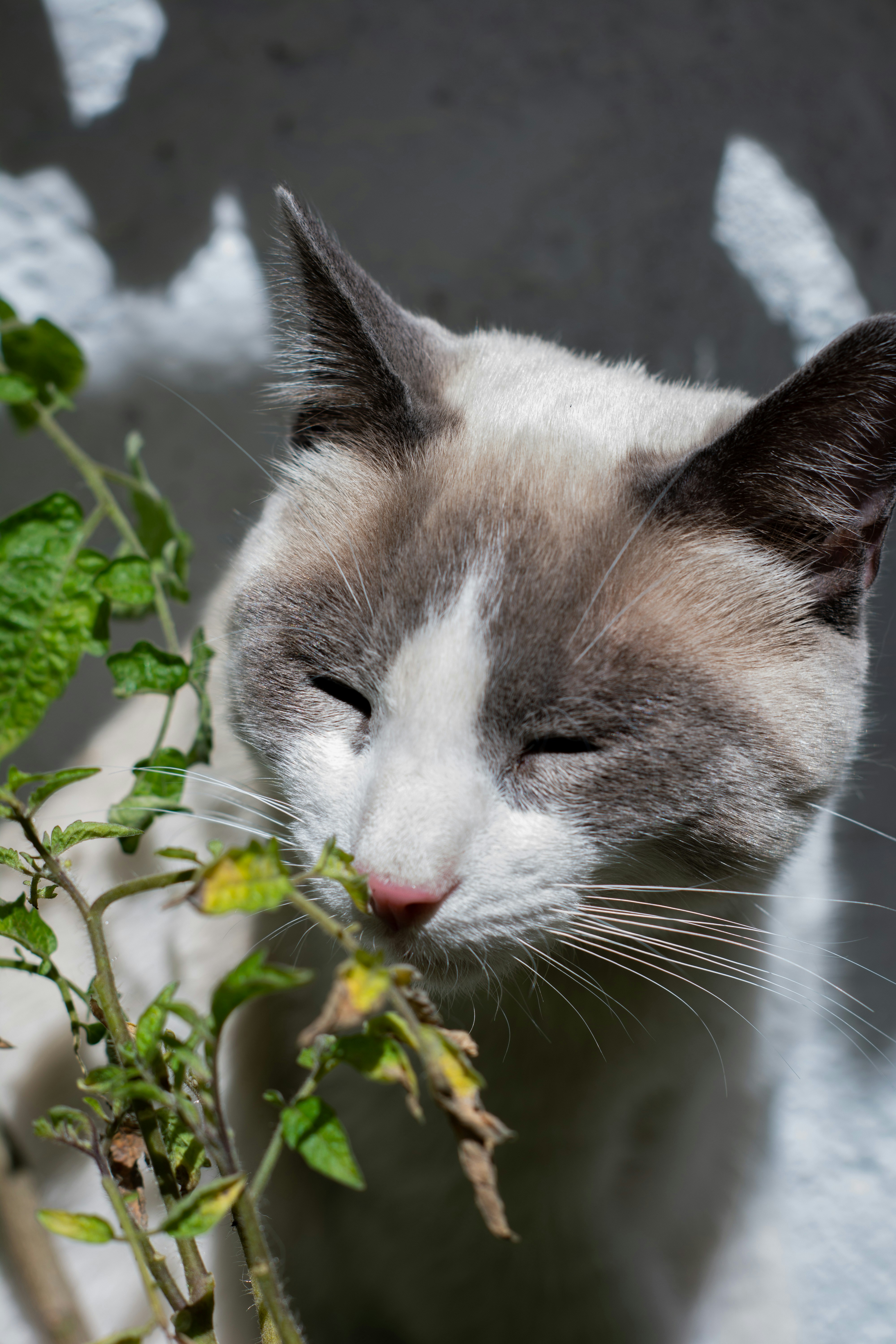 Soft-Eyed Calico in Sunlit Garden