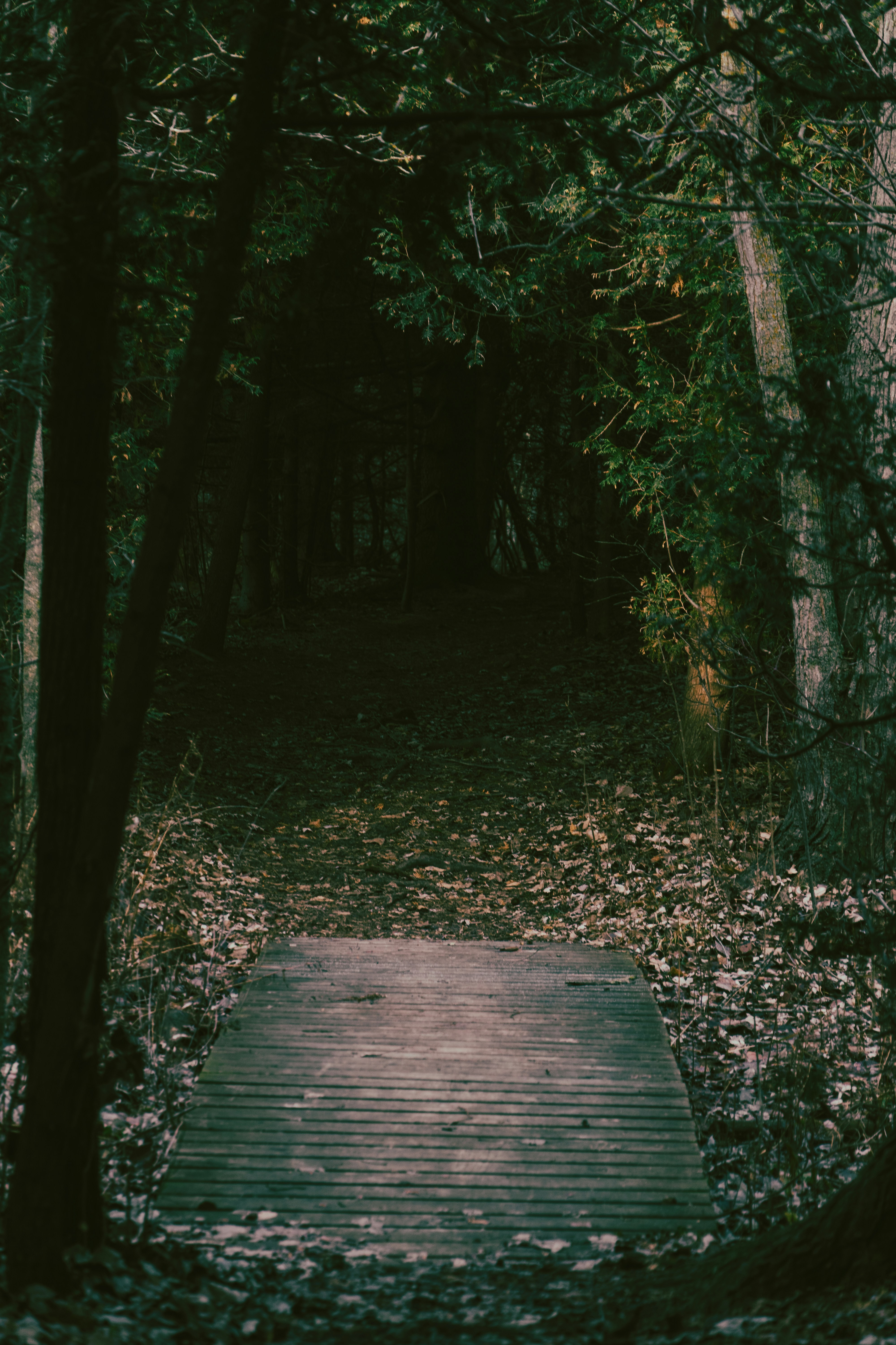A wooden walkway through a forest photo – Free #naturewalk Image on ...