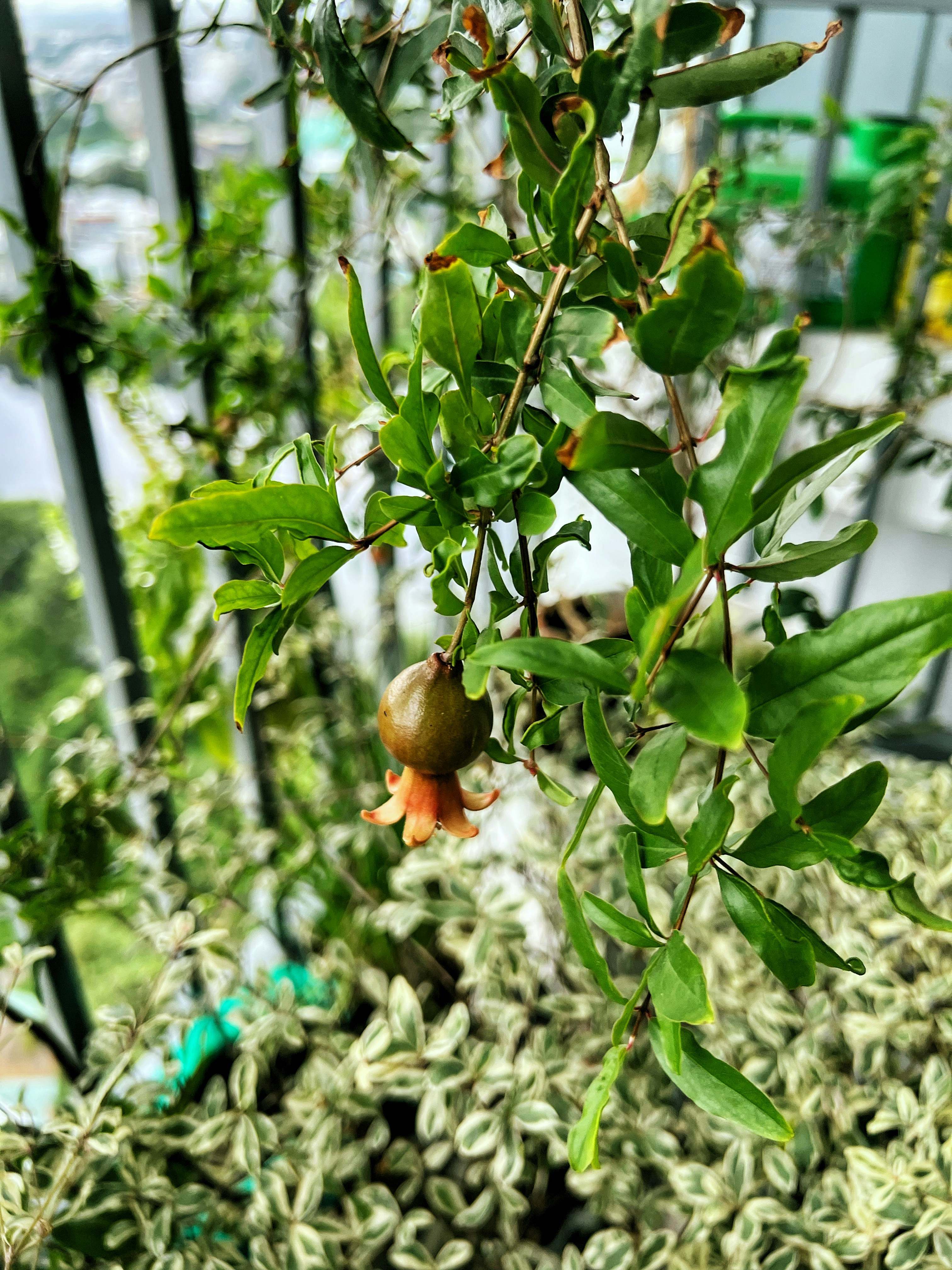 A Hanging Seed Pod on a Sunlit Balcony Vine