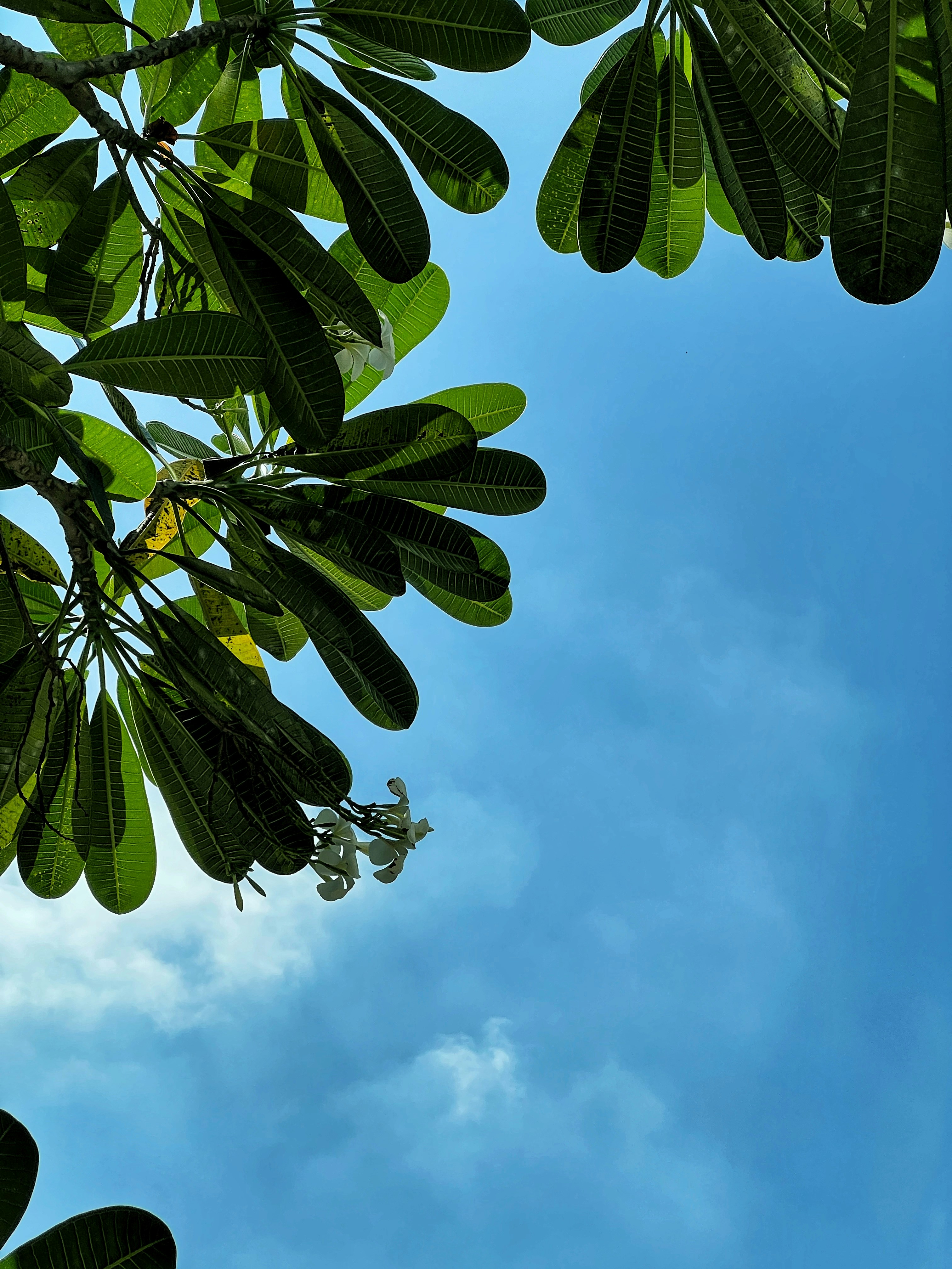 Lush green leaves of a tropical tree frame a bright blue sky with soft clouds peeking through.