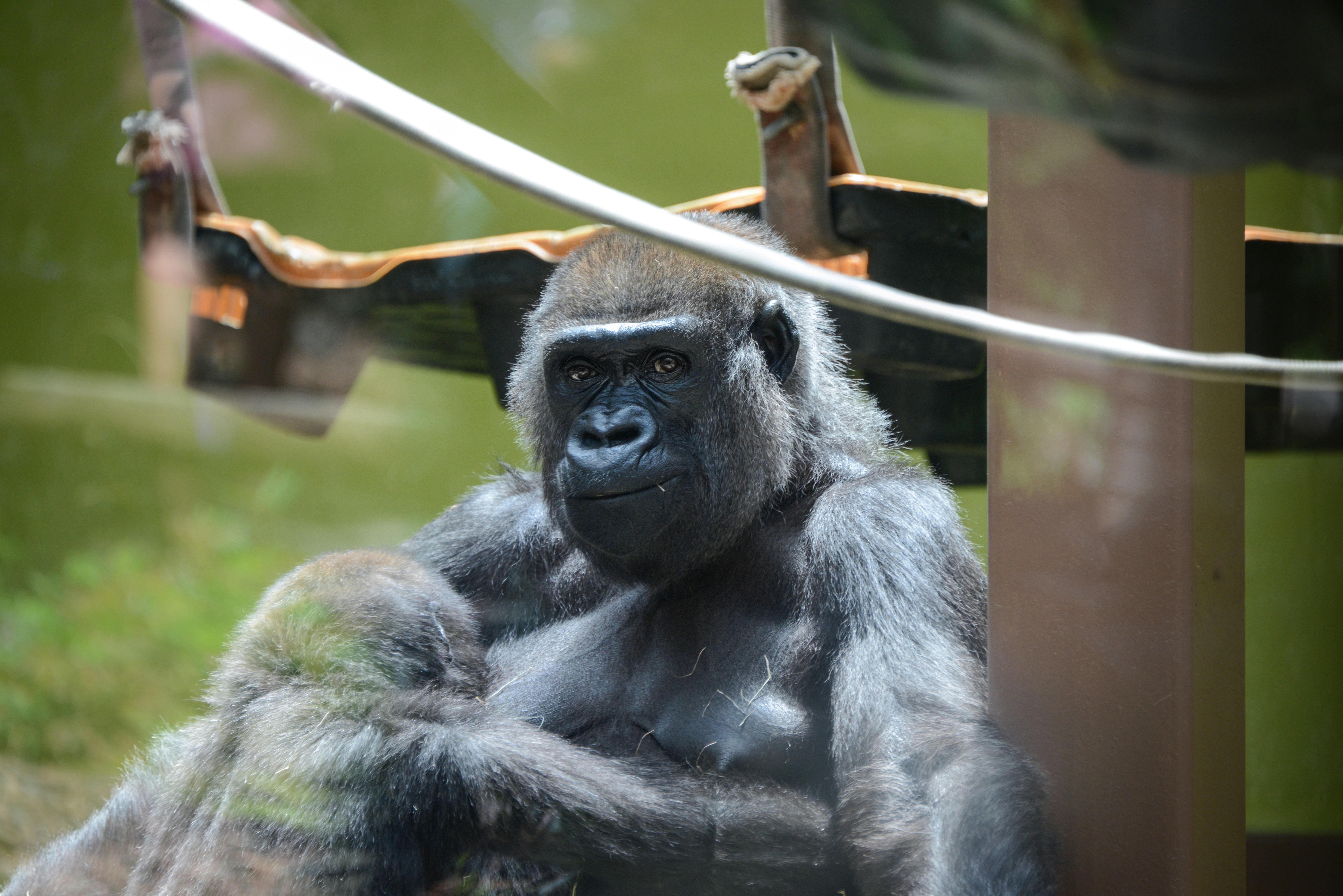 Tender Moment in the Gorilla Habitat