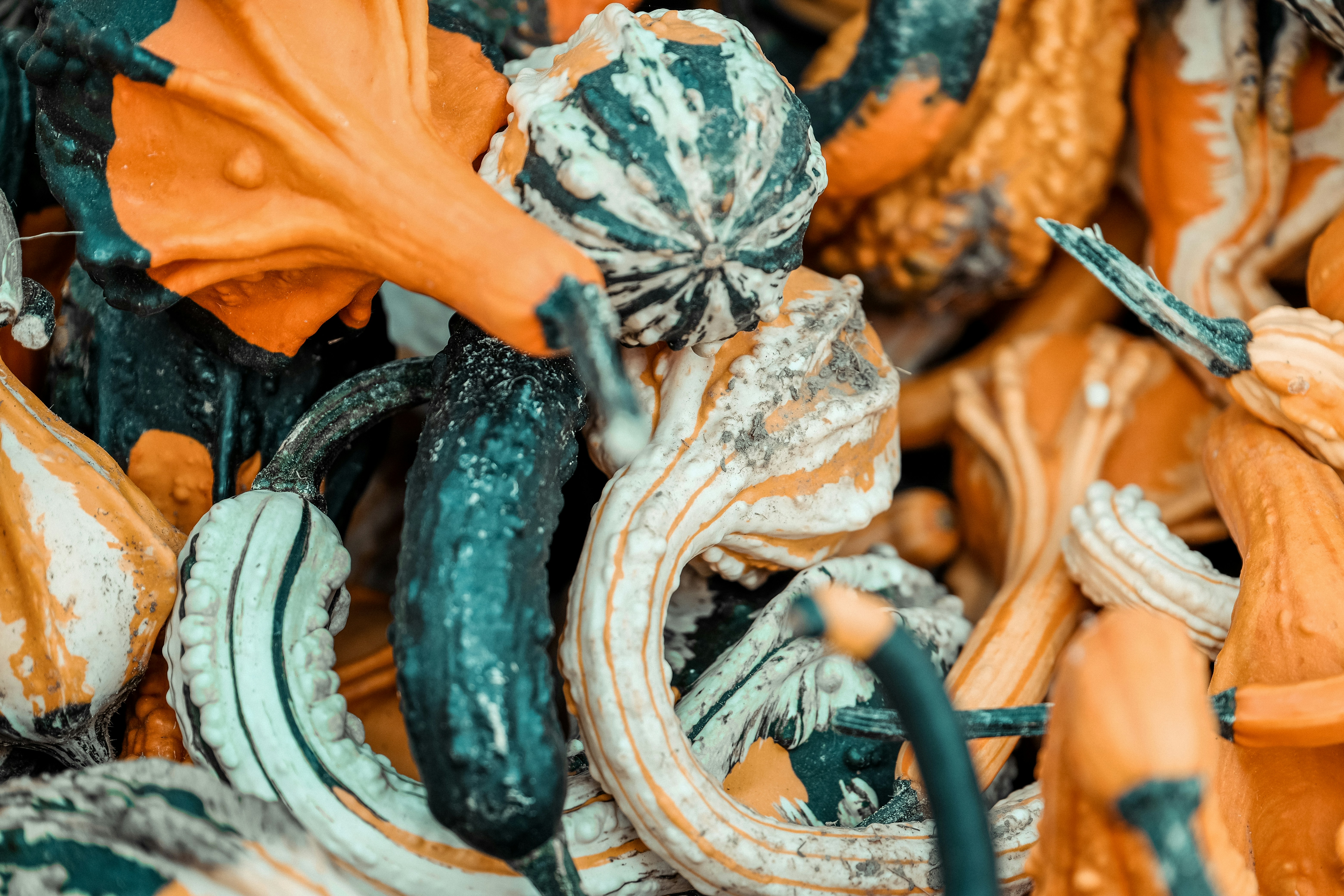 Harvest Palette: A Study in Gourd Textures