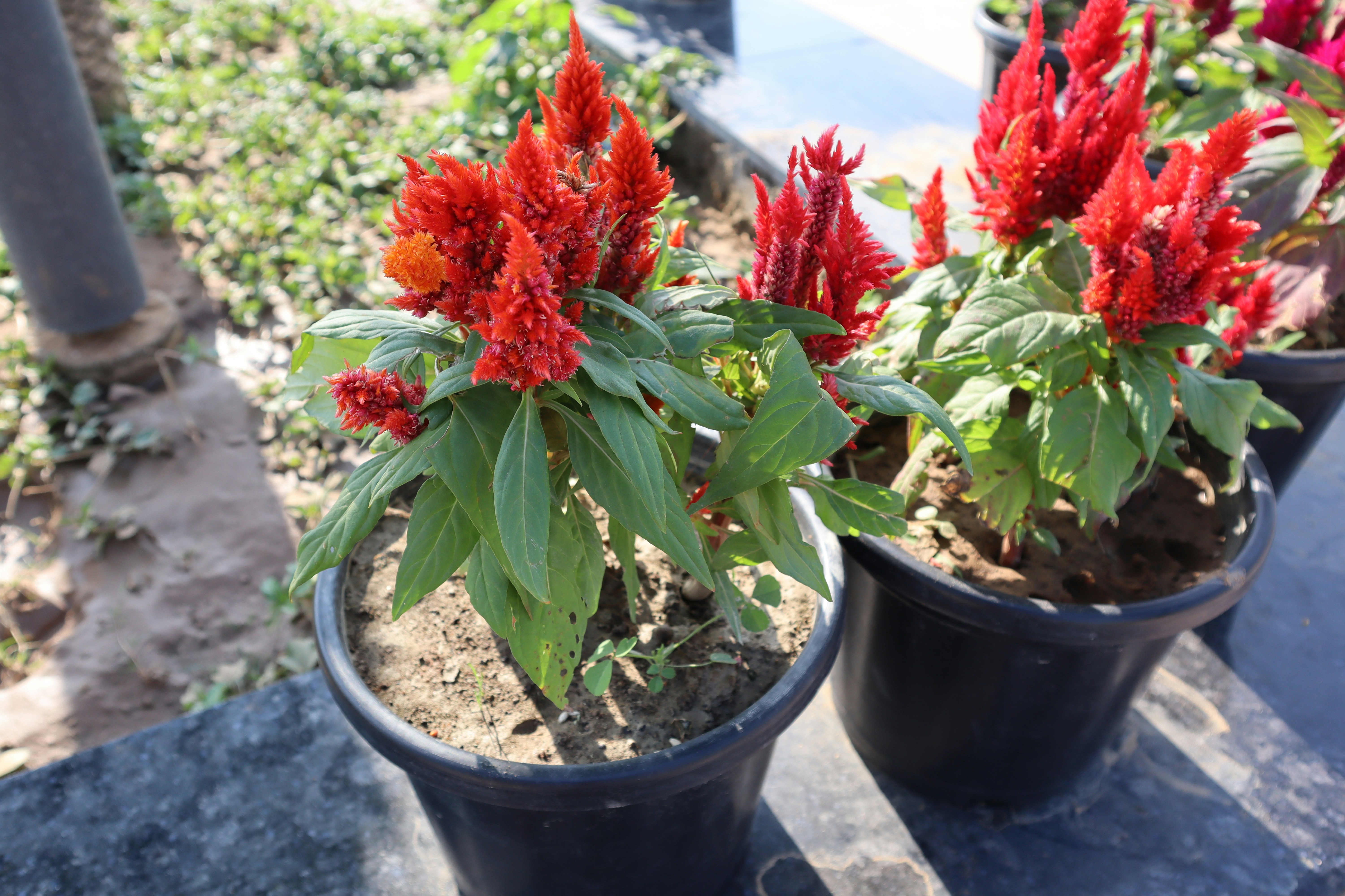 Red Celosia in Sunlit Pots: Bold Textures and Bright Foliage