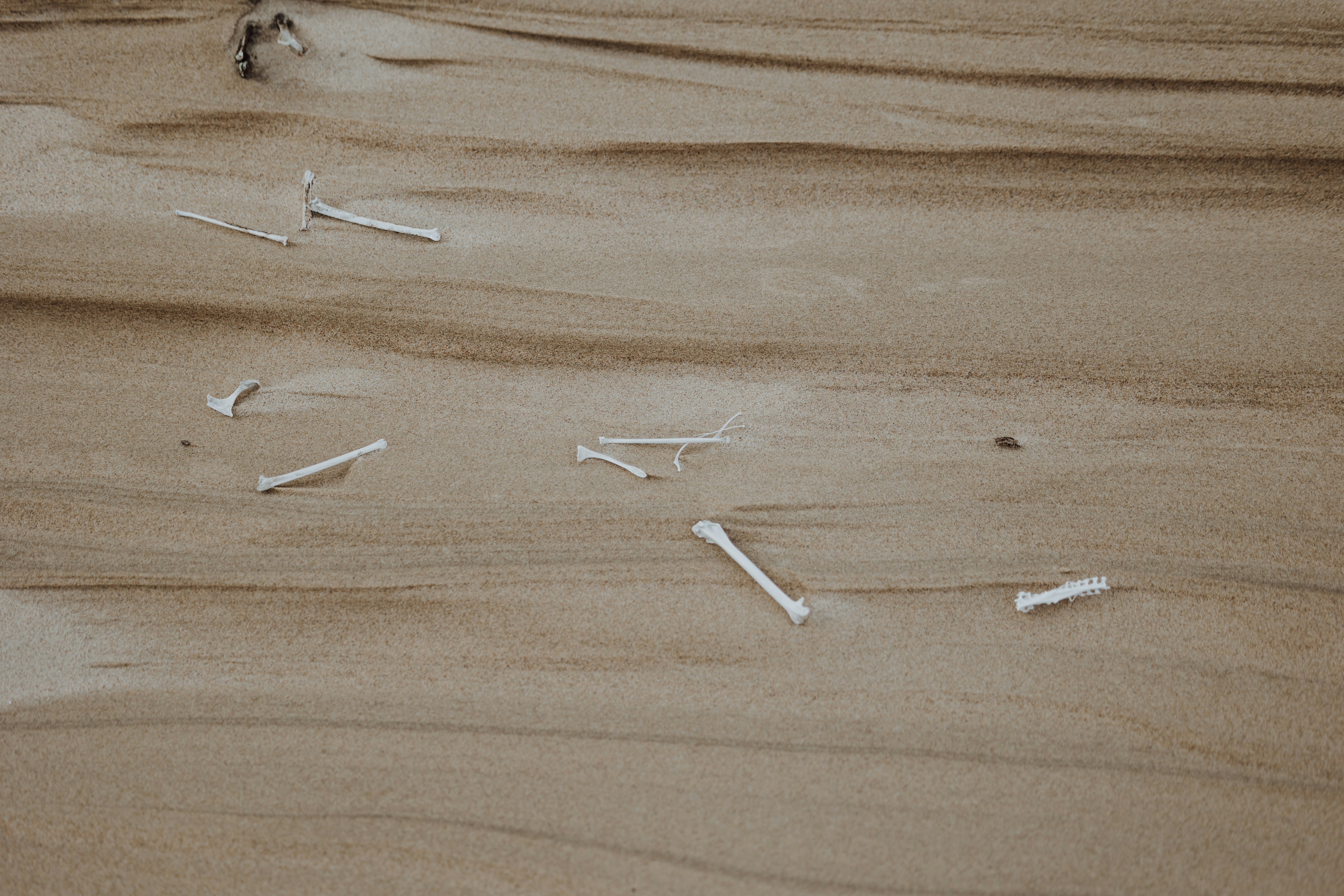 Photo by Josh Withers with Canon EOS R6