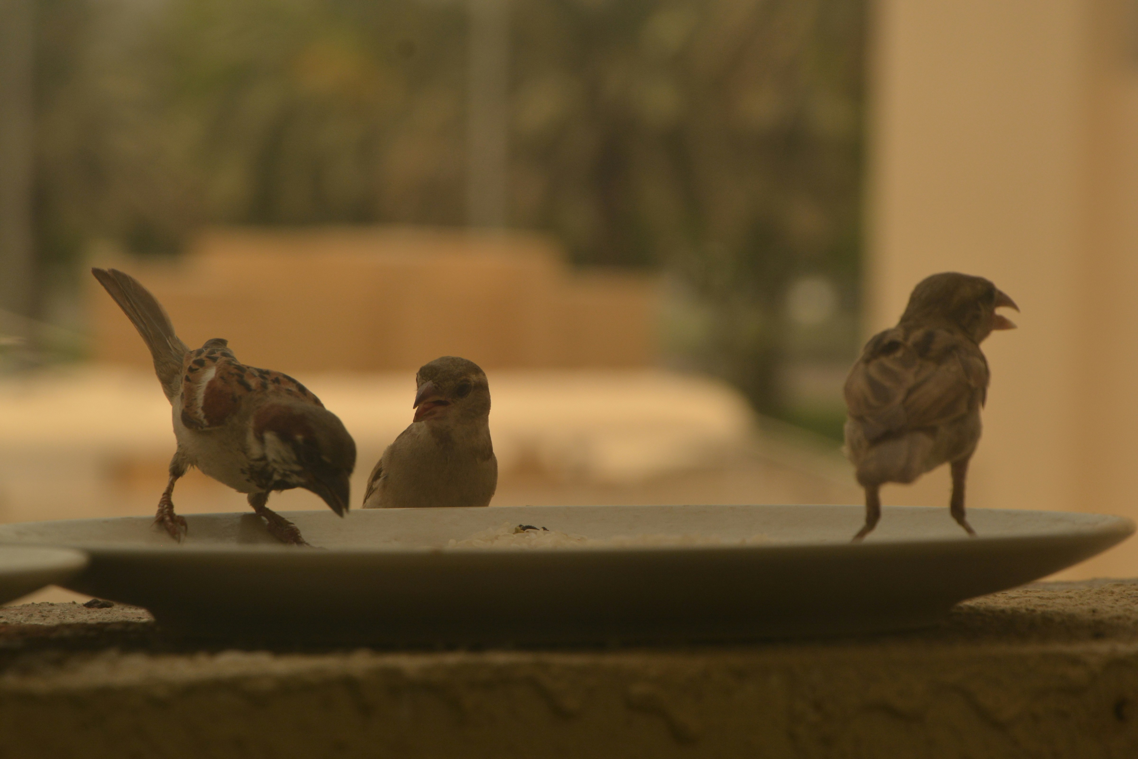 Sparrow Trio at Dusk on a Weathered Plate