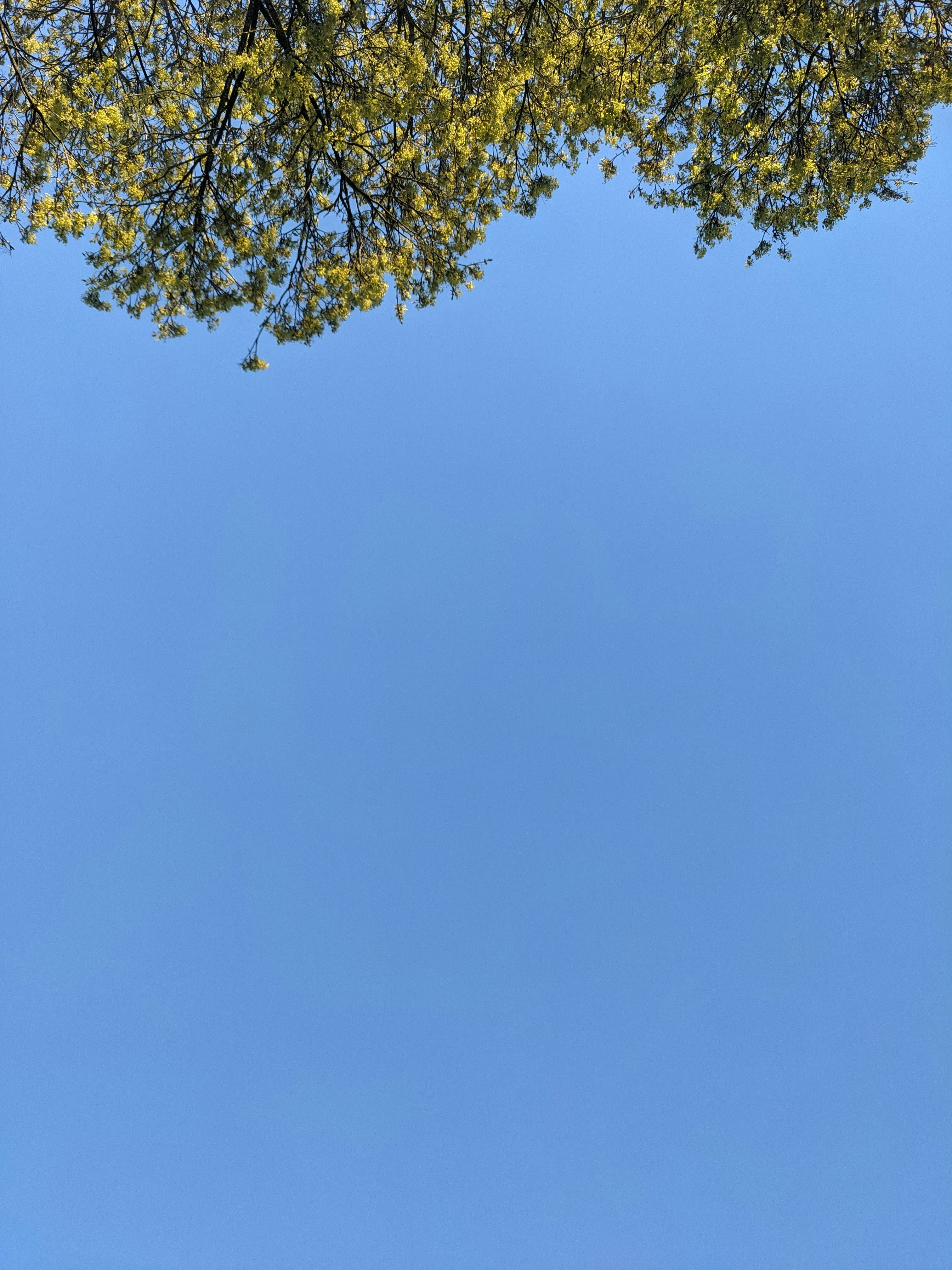 Lush green foliage contrasts against a clear blue sky, capturing the essence of a vibrant spring day.