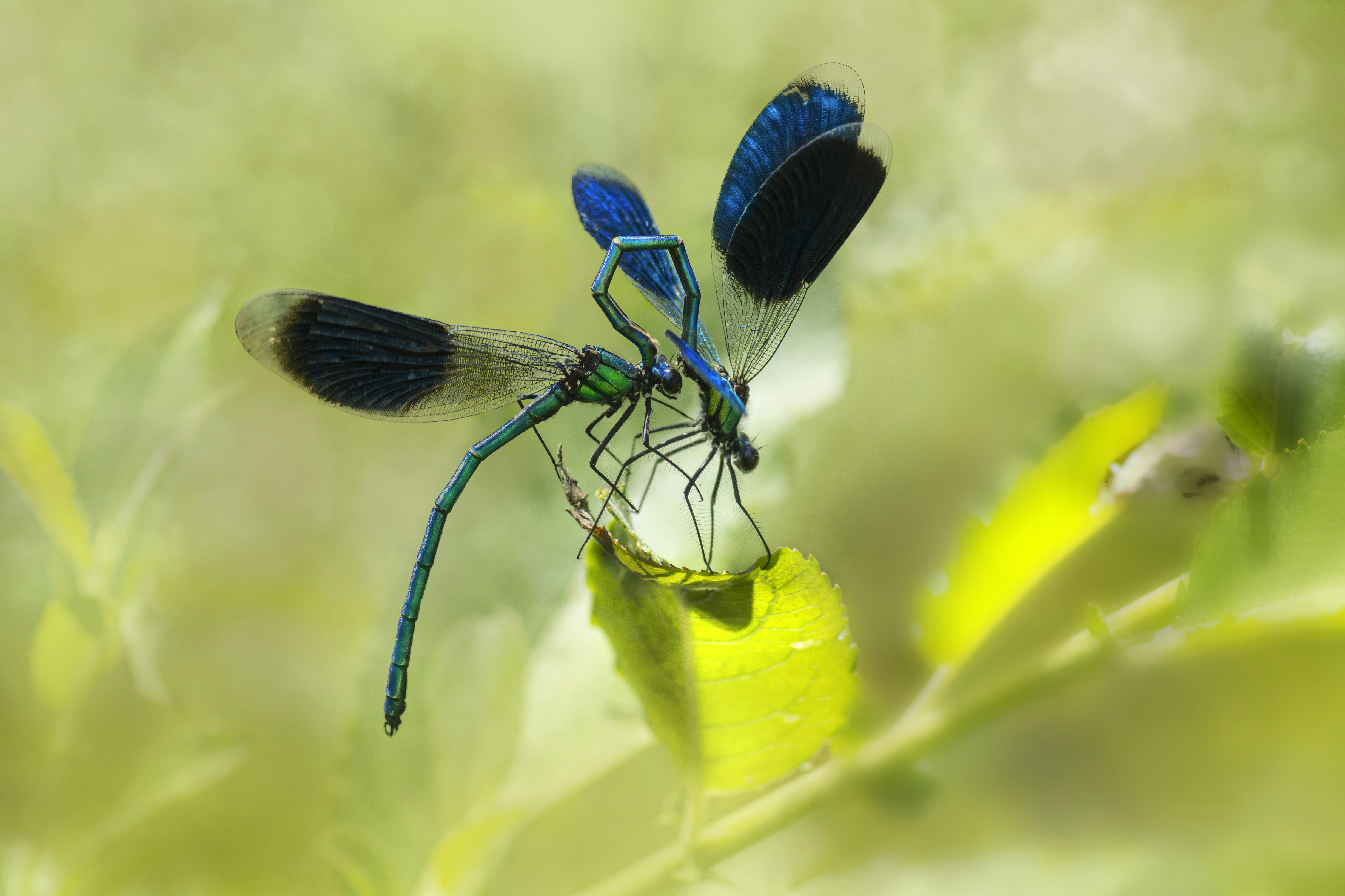 Un par de insectos azules y negros en una flor amarilla foto – Imagen ...