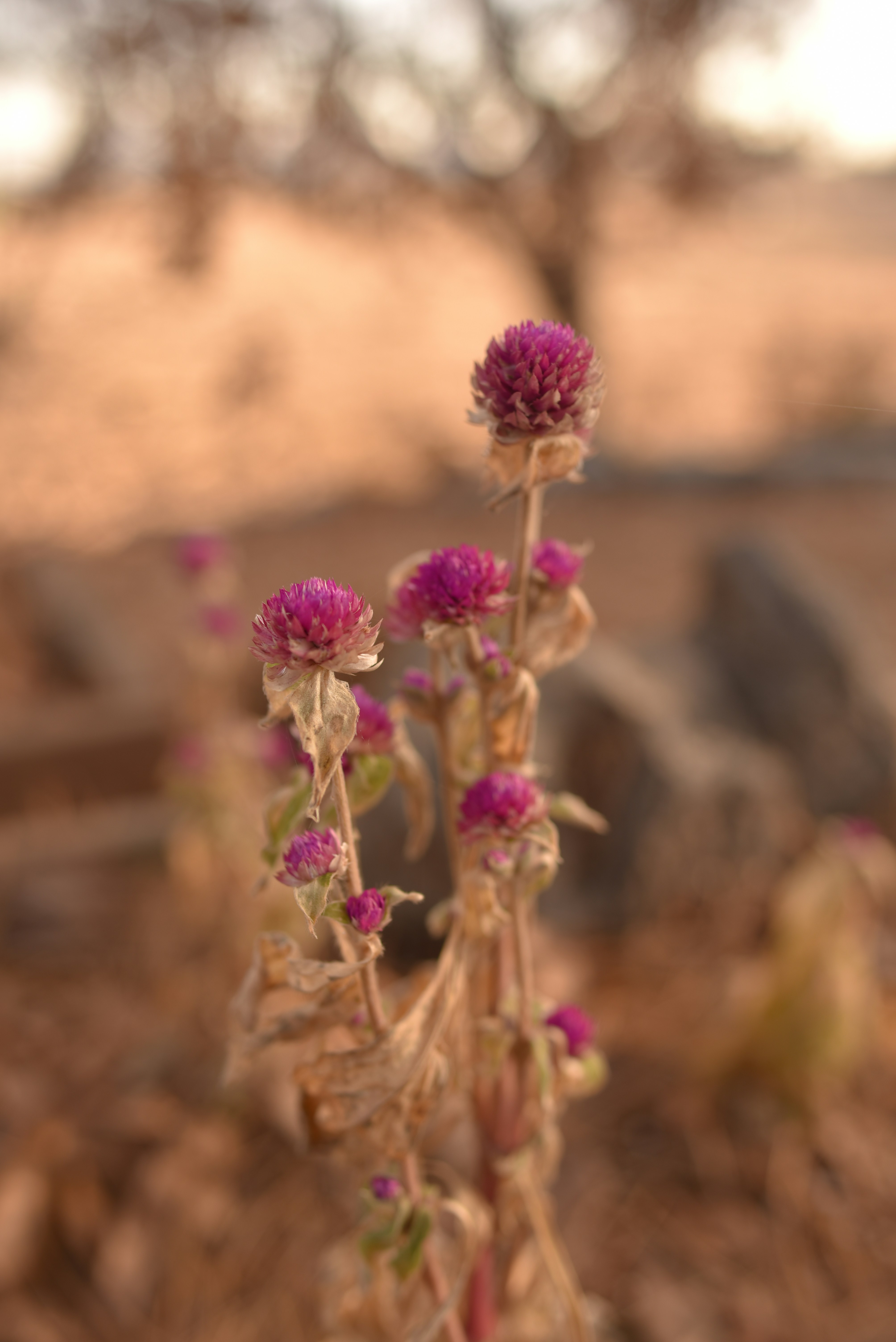 Crimson Caps Rising from Dry Stalks in Warm Afternoon Light