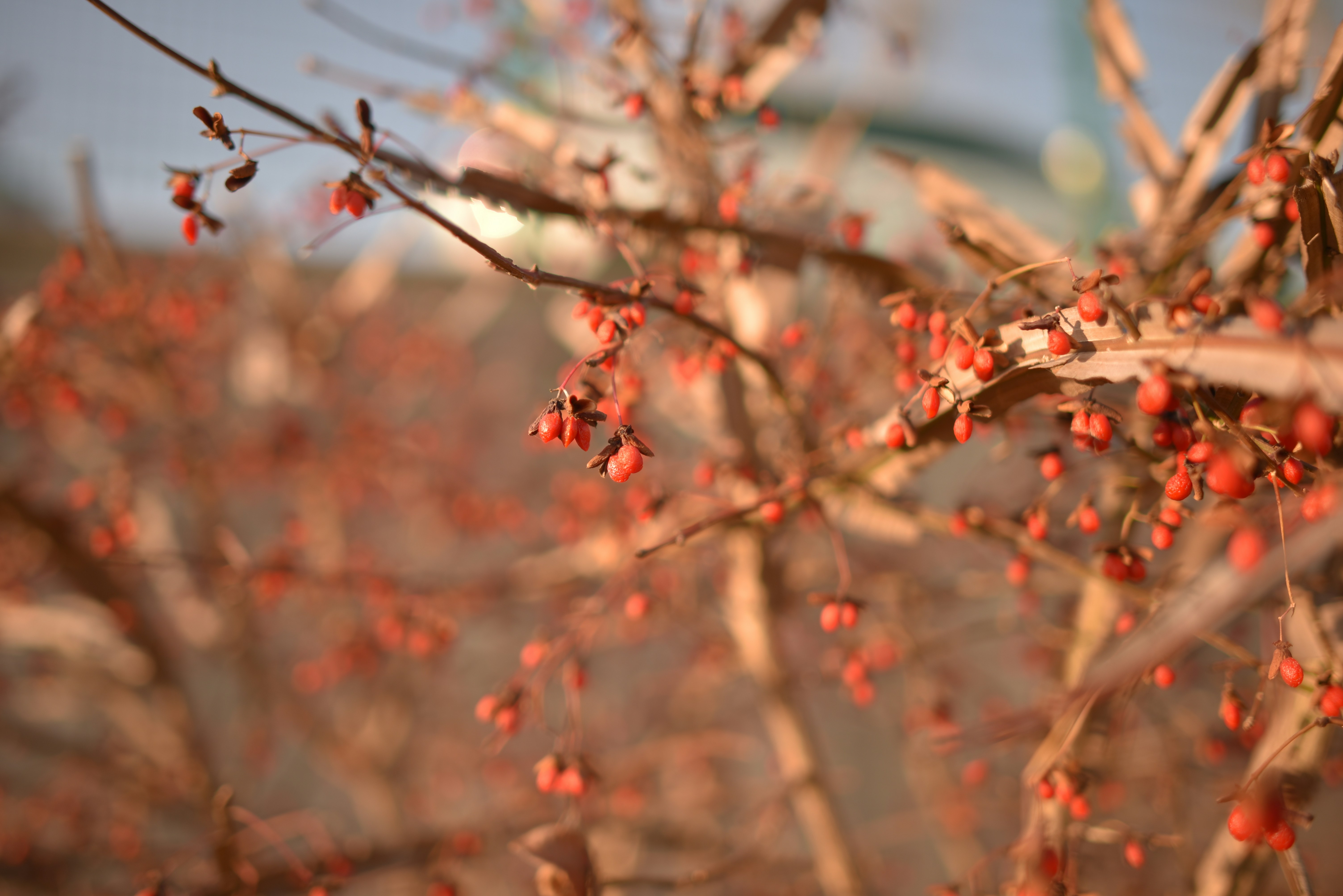 Un arbre aux baies rouges photo – Photo Gyeonggi-do Gratuite sur Unsplash