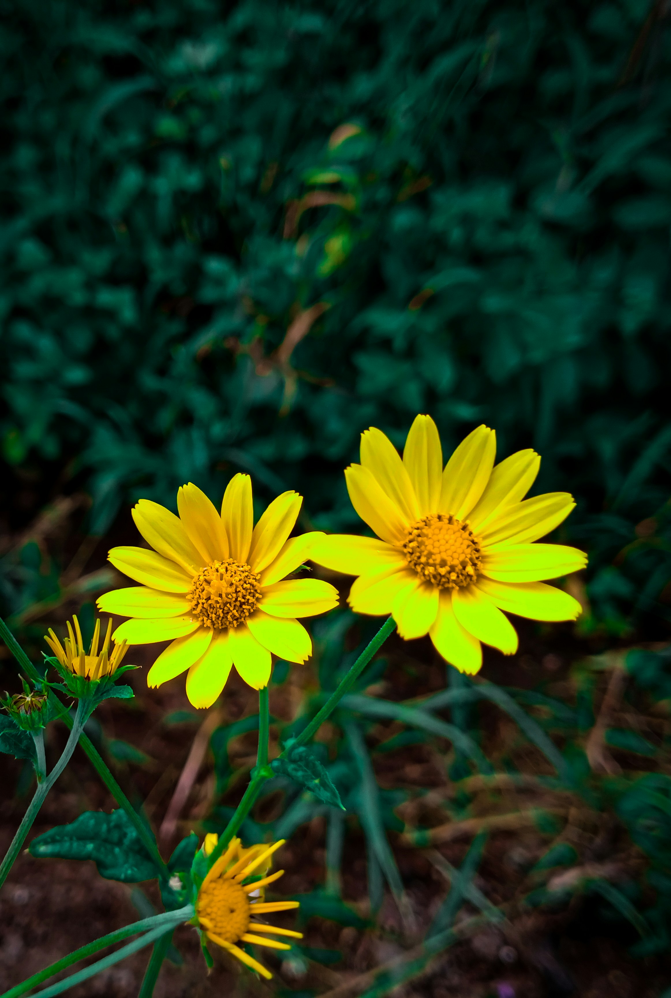 Two bright yellow daisies stand out in sharp focus against a dark, blurred green background. This close-up nature photograph highlights vivid color and delicate petal detail.