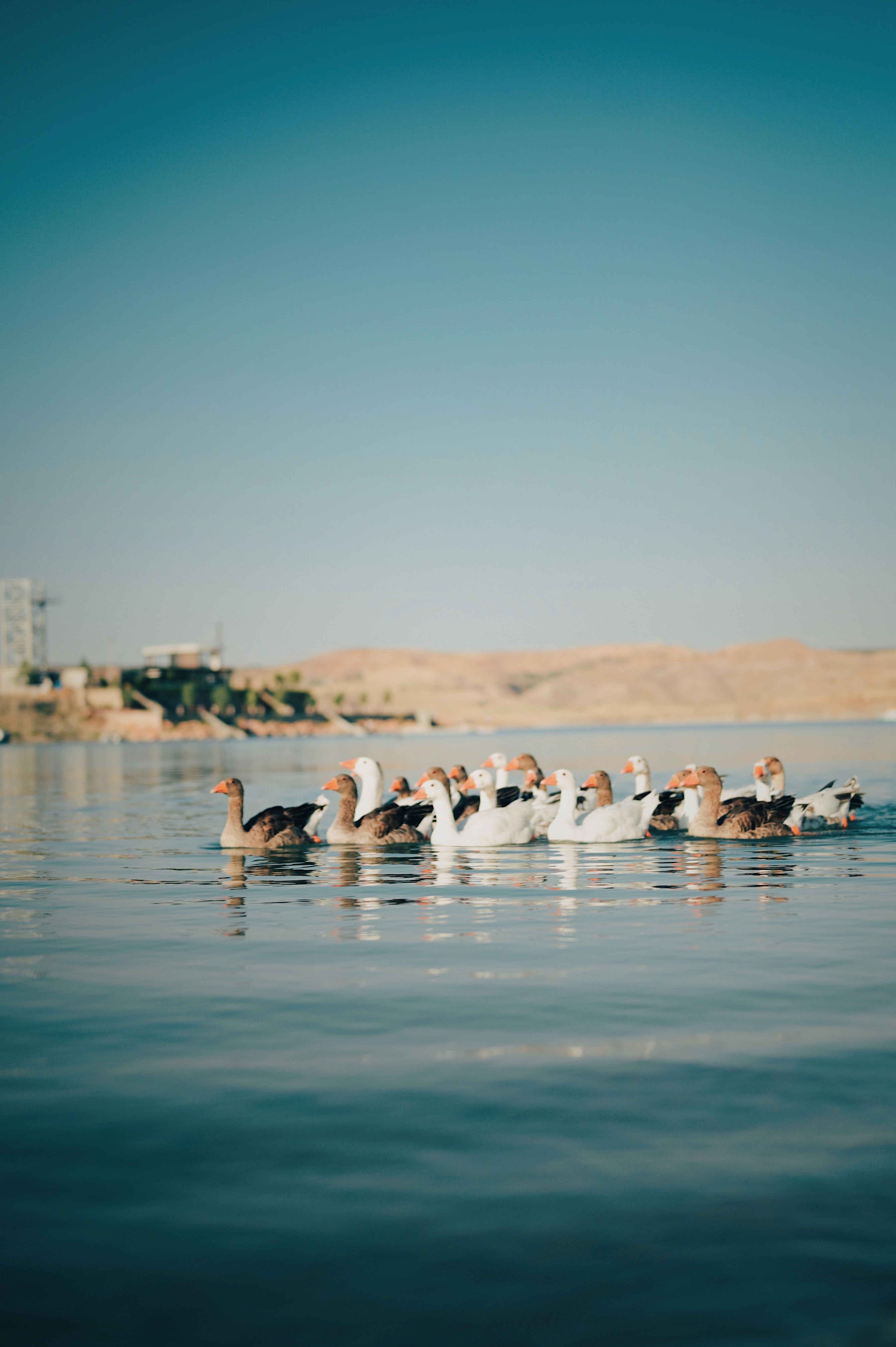 Geese Parade Across a Glassy Lake with Desert Hills in the Distance