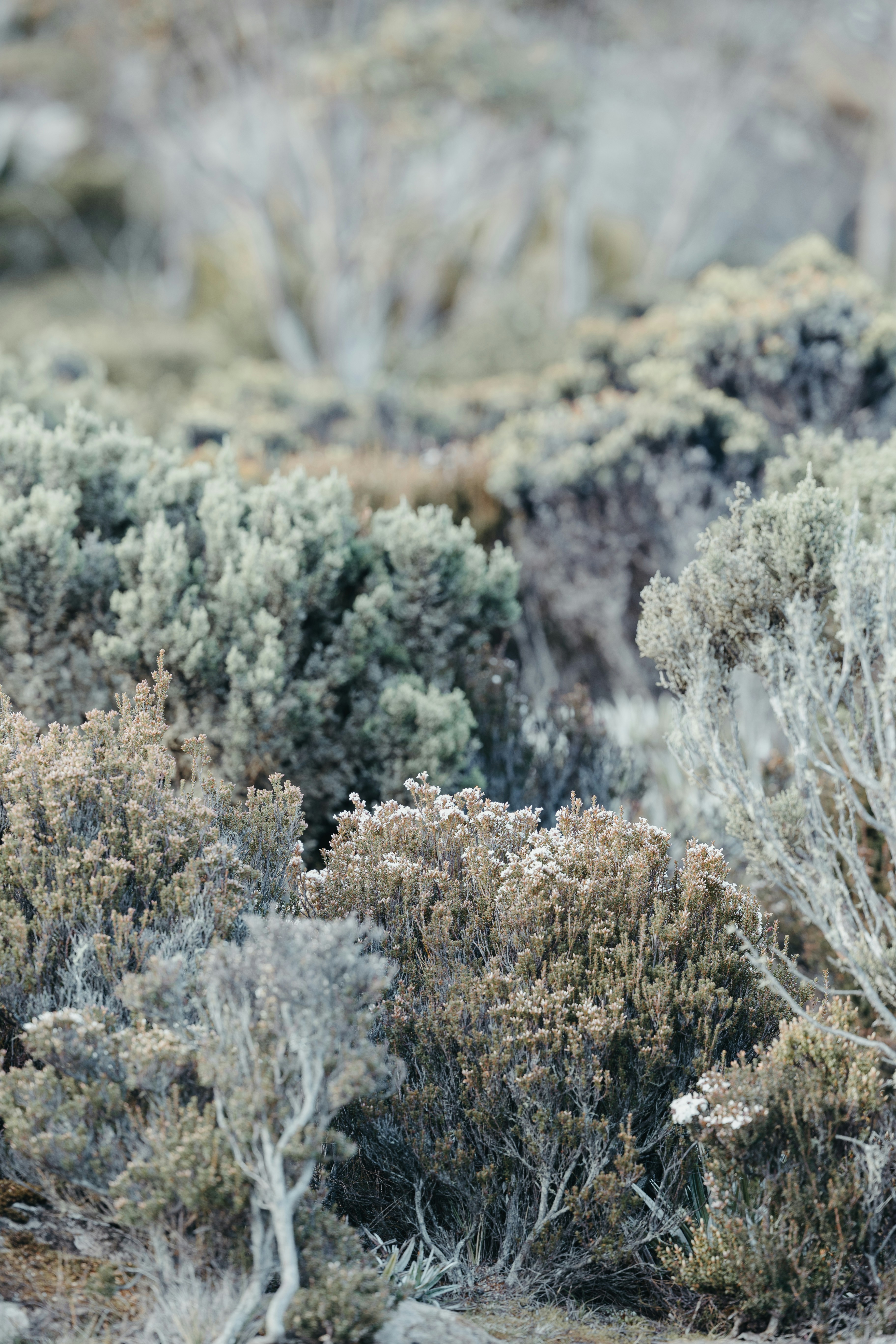 Frost-Washed Sagebrush in a Quiet Desert Palette