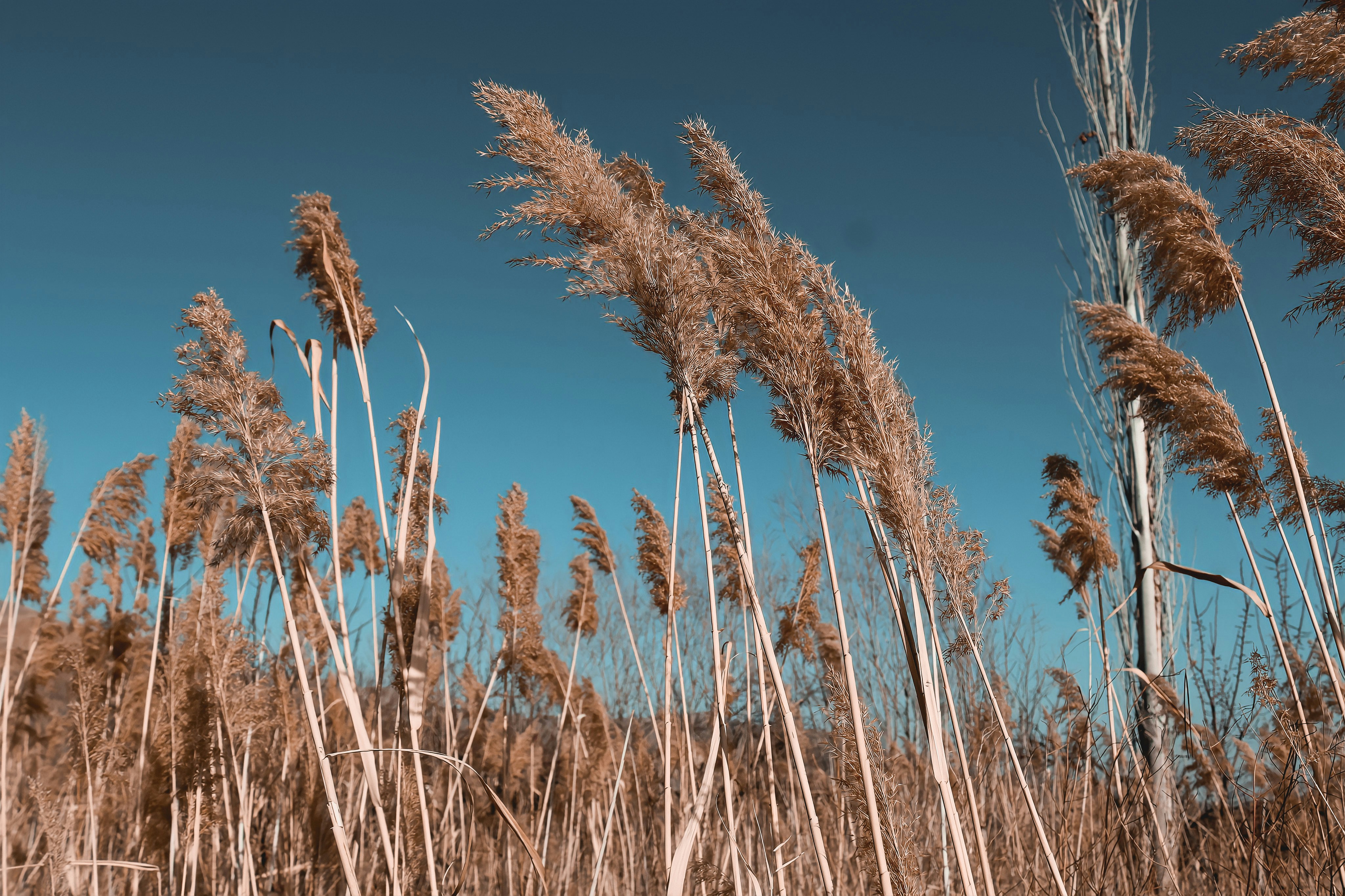 A field of wheat photo – Free Reed Image on Unsplash