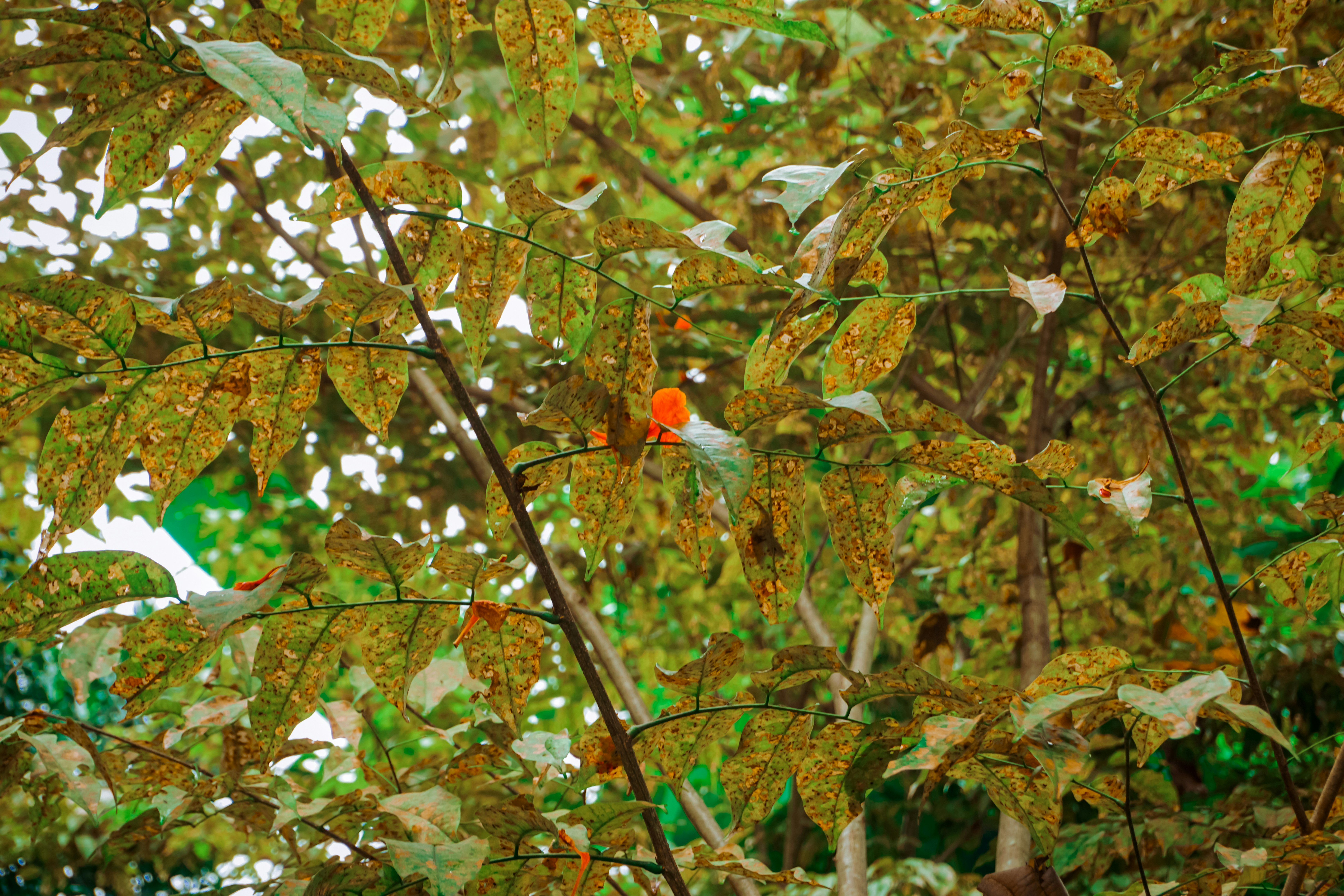 Crimson Cardinal Among Amber Leaves: A Quiet Autumn Moment