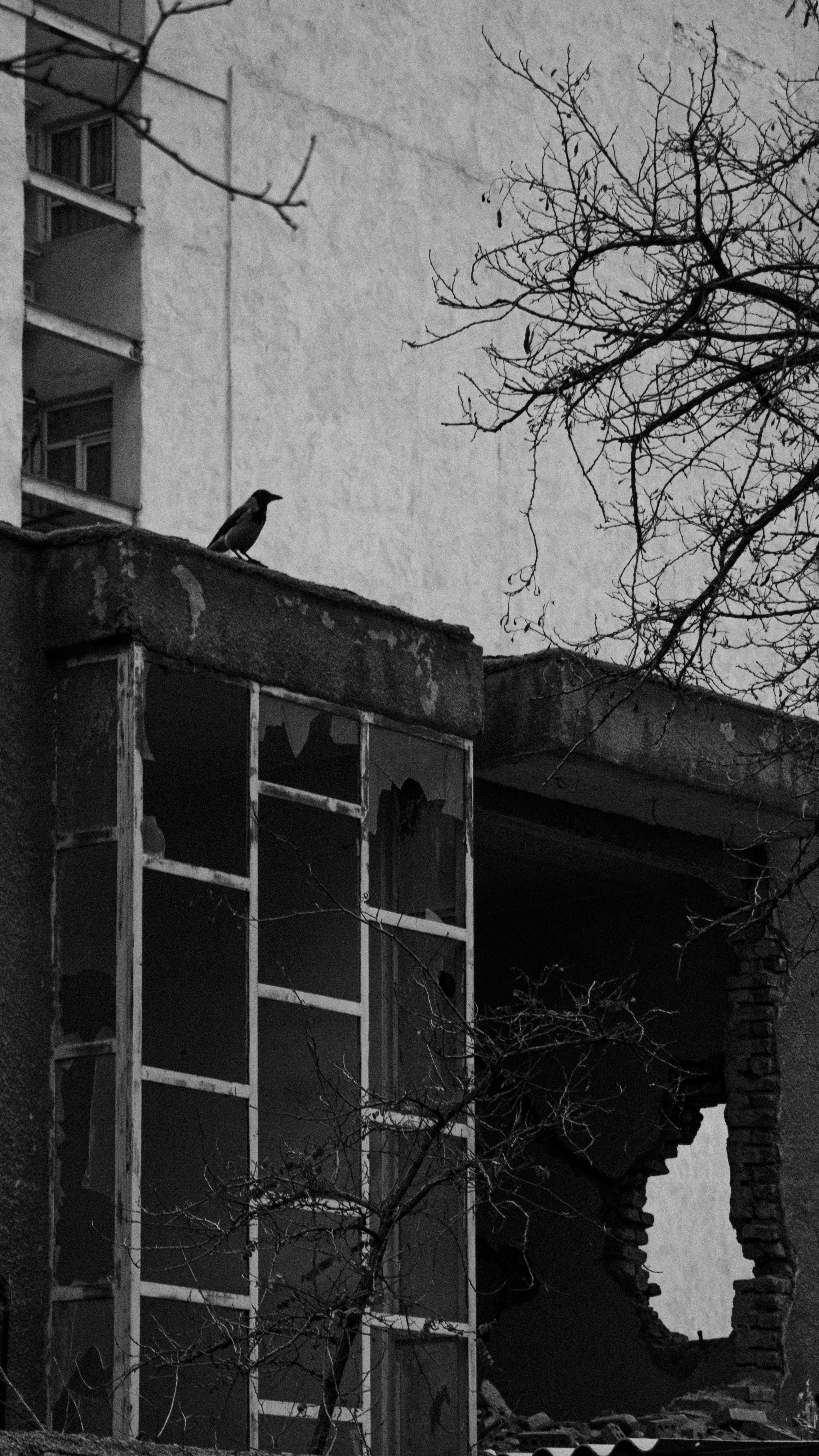Crow on a Crumbling Balcony: A Monochrome Moment