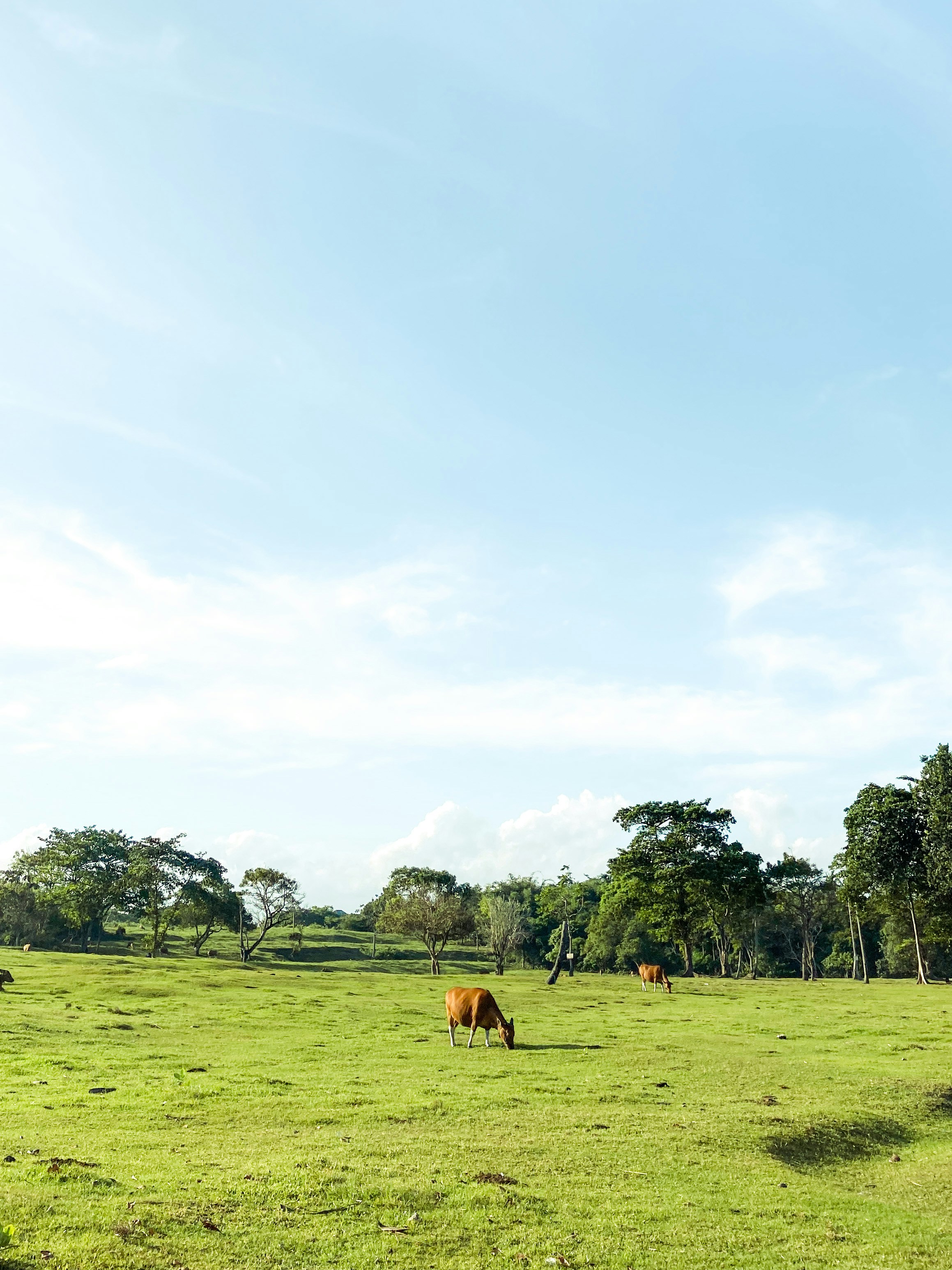 A group of animals stand in a grassy field photo – Free Gianyar Image ...