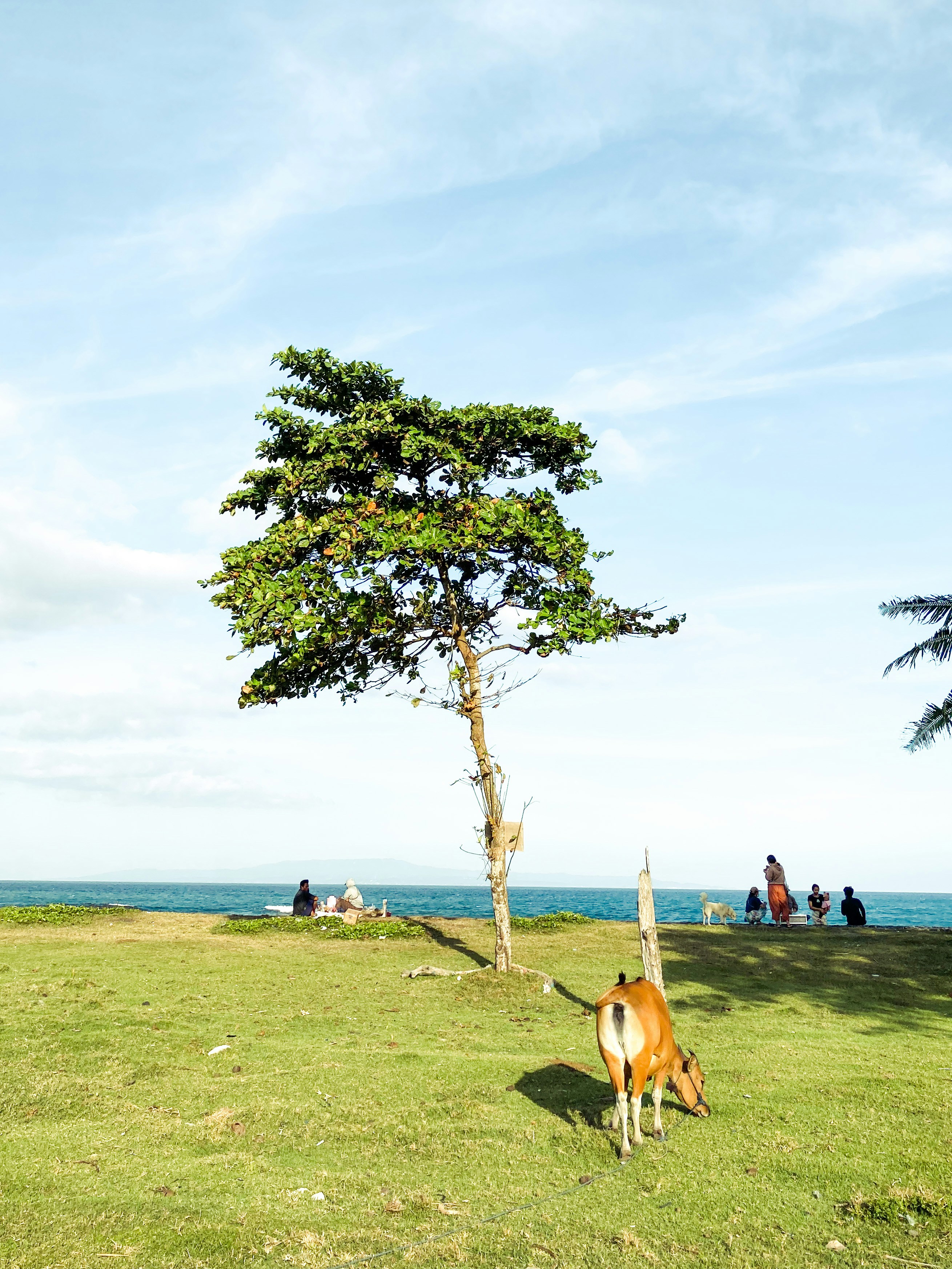 Lonely Tree is Surrounding by Cattle and People with Beautiful Ocean and Sky as Background