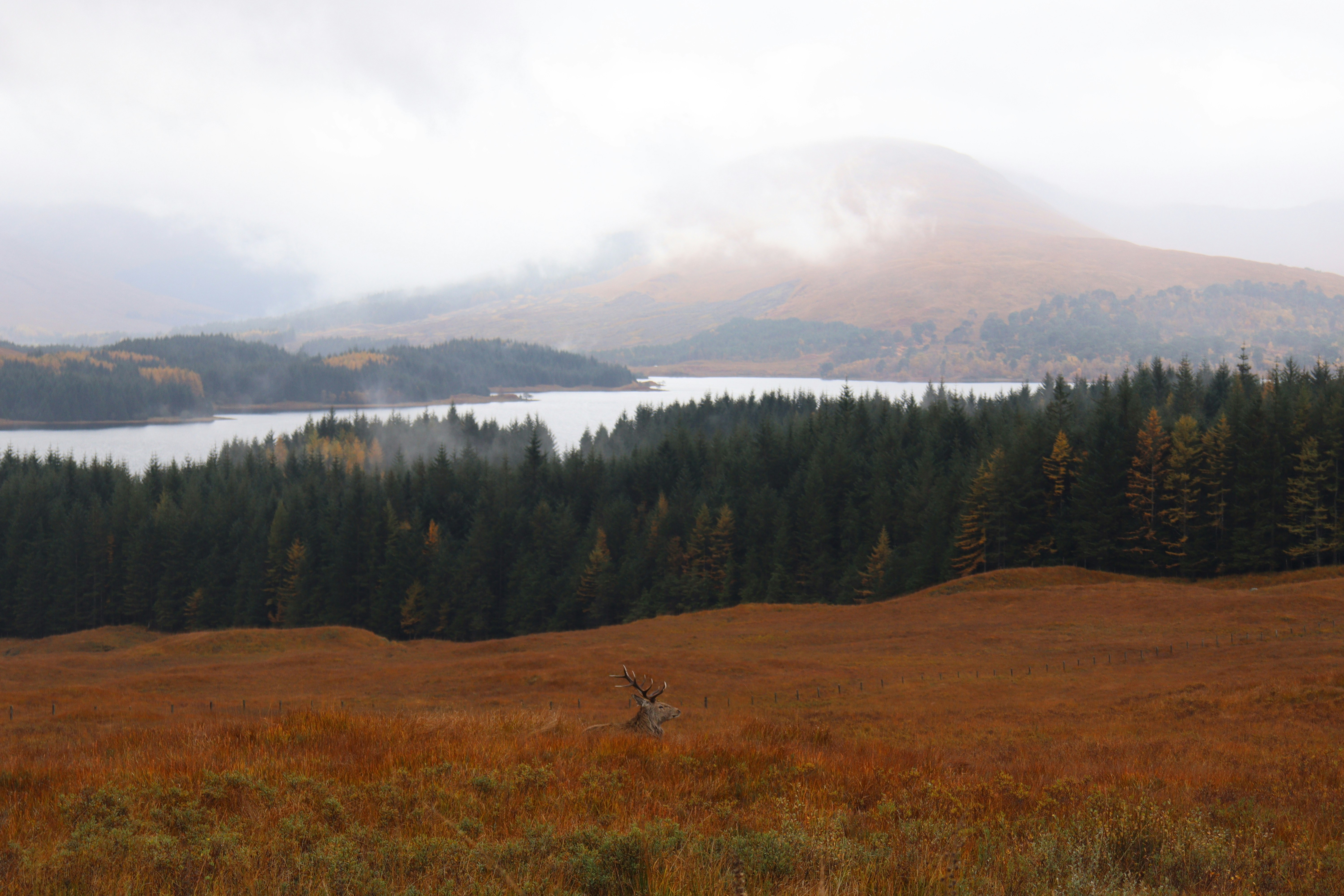 Autumn Moorland Framing a Mist-Kissed Lake