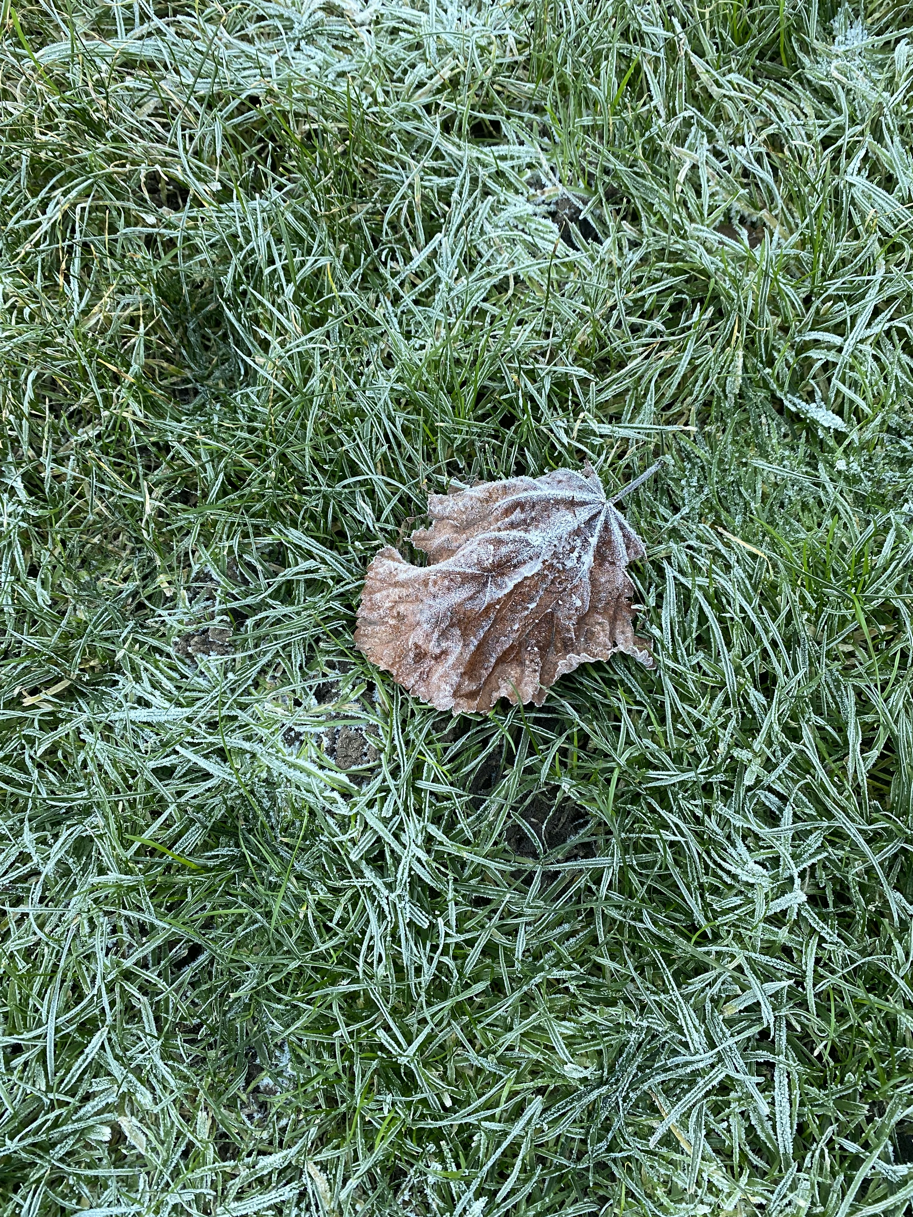 Frost-kissed Leaf Resting on Winter Grass