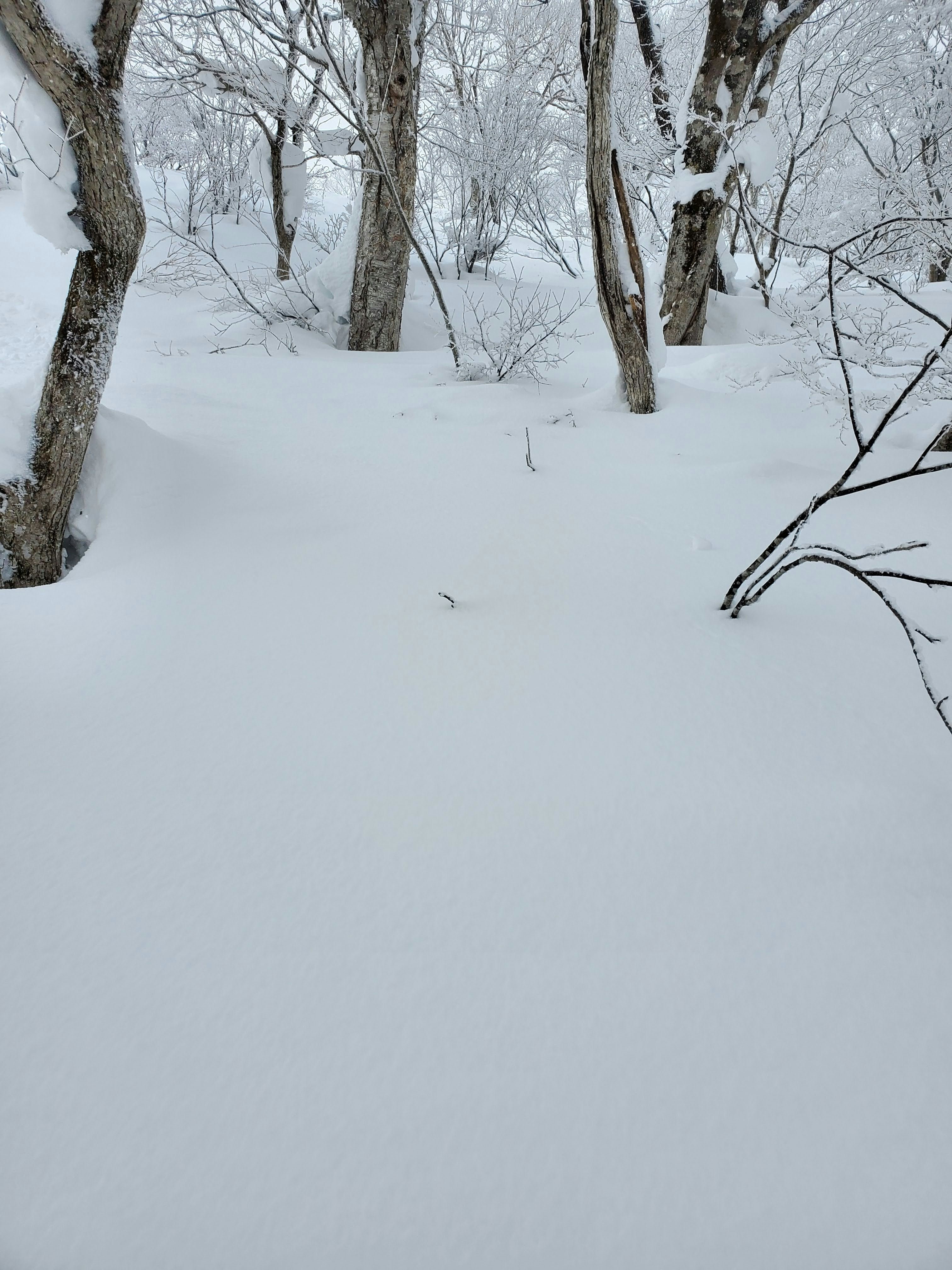 A snowy area with trees photo – Free Ground Image on Unsplash