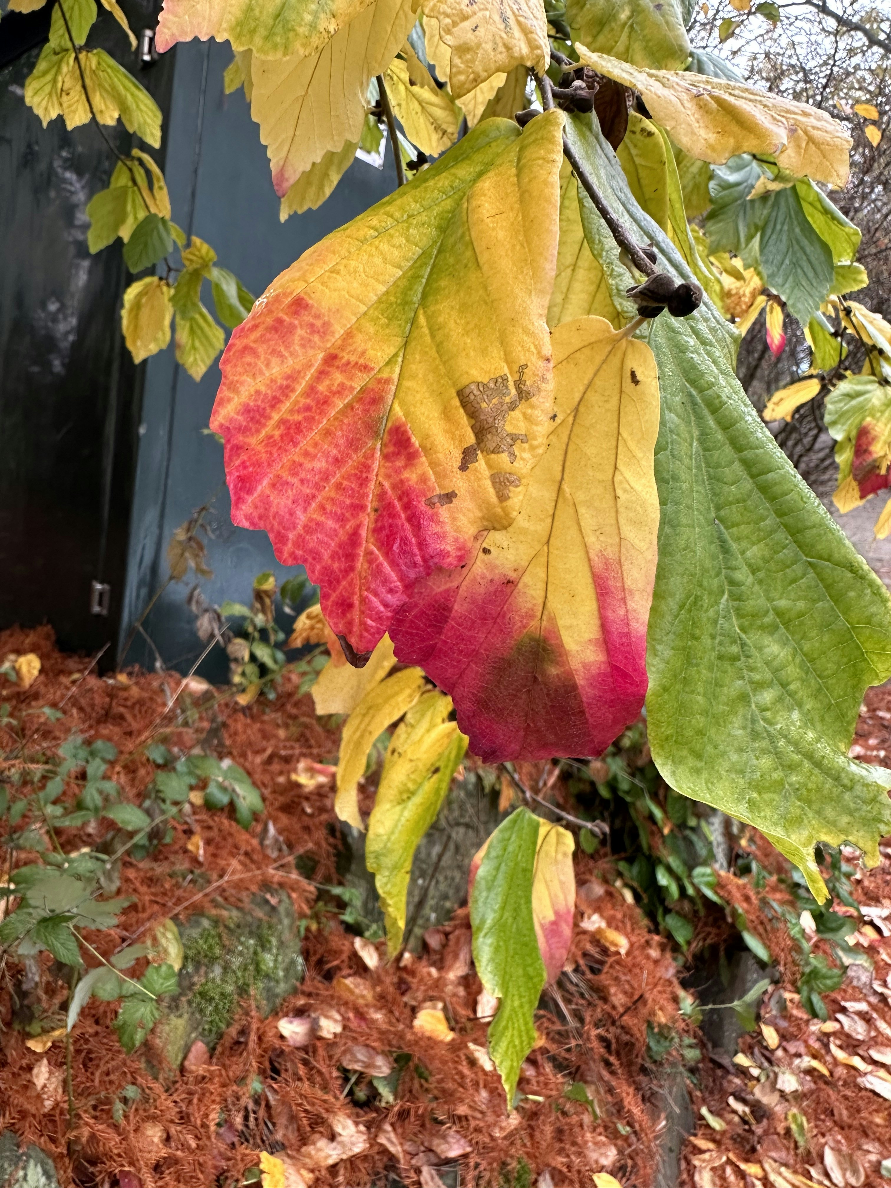 a large leaf on a tree