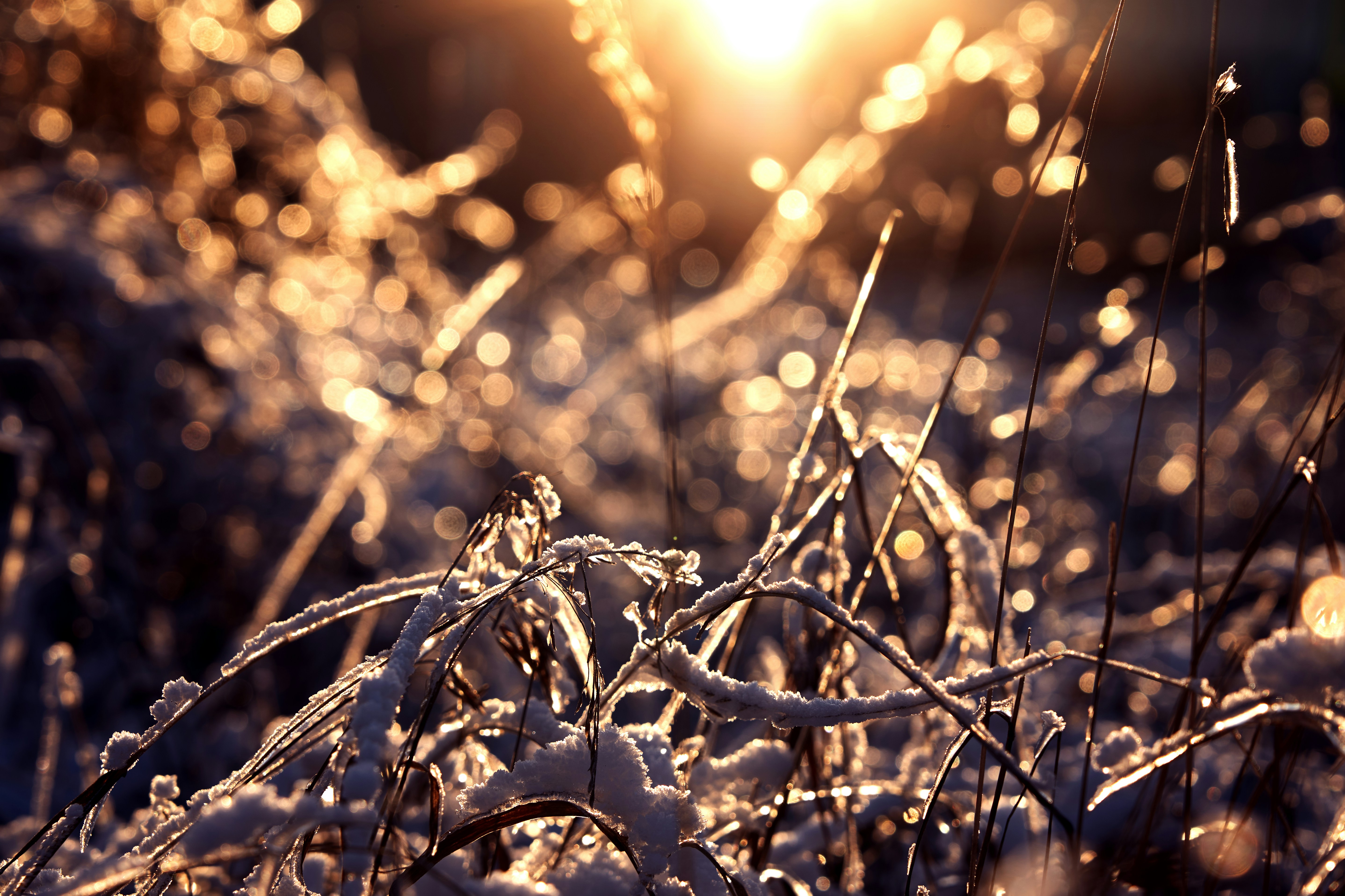 A close up of some frost on a tree branch photo – Free Weather Image on ...