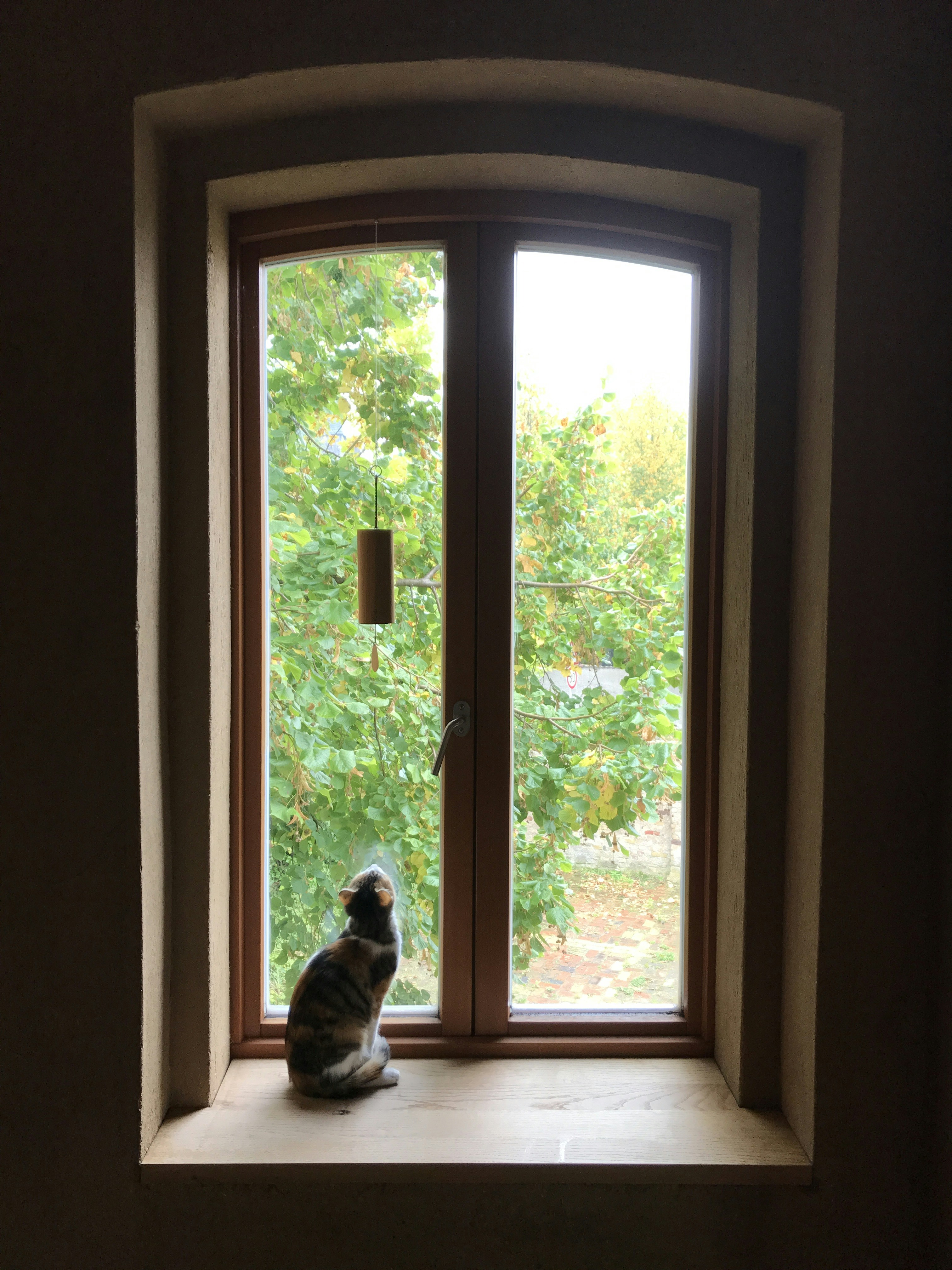 Sunlit Sill: Cat's Quiet Gaze Through an Arched Window