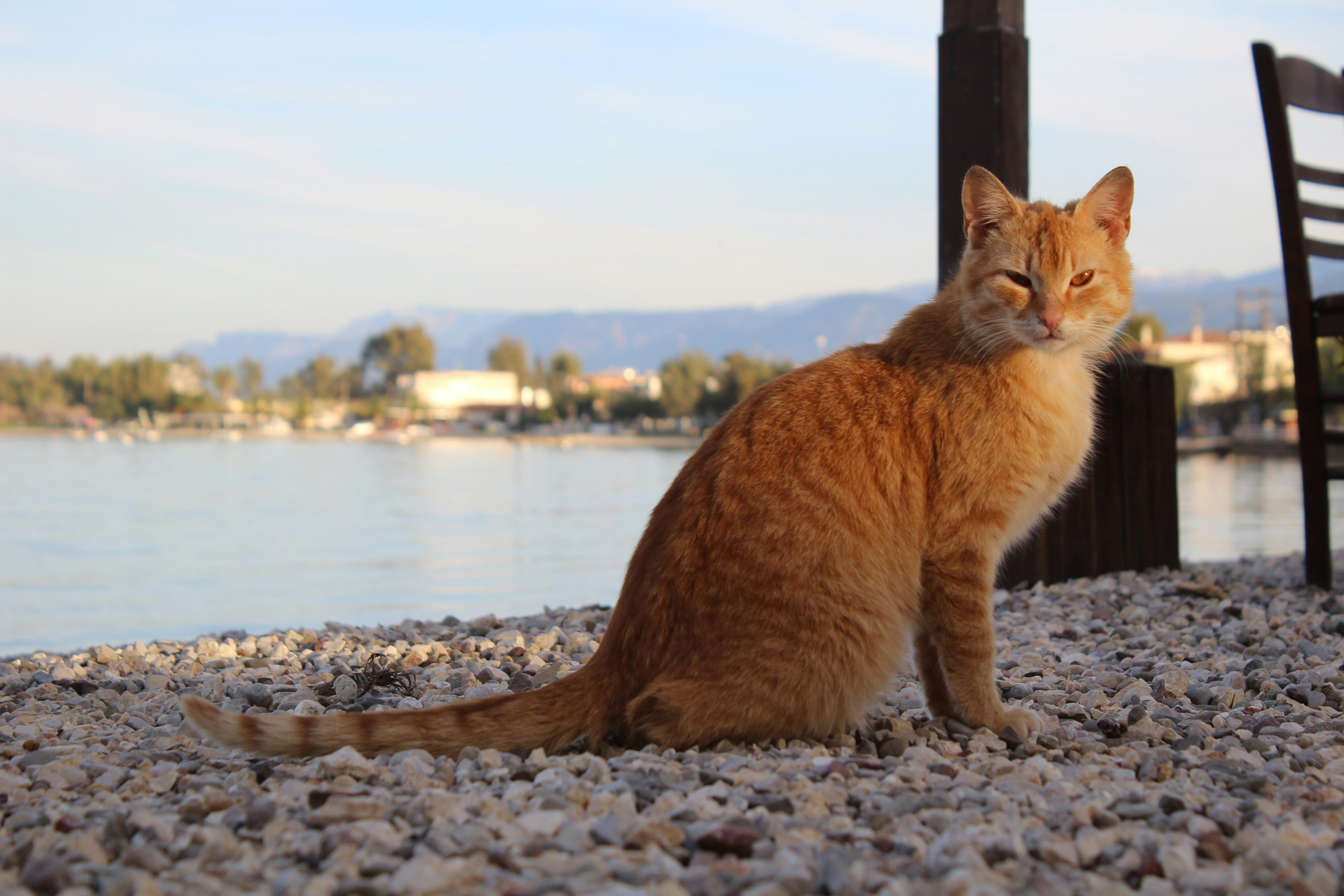 Amber Tabby at the Pebble Shore by a Quiet Lake