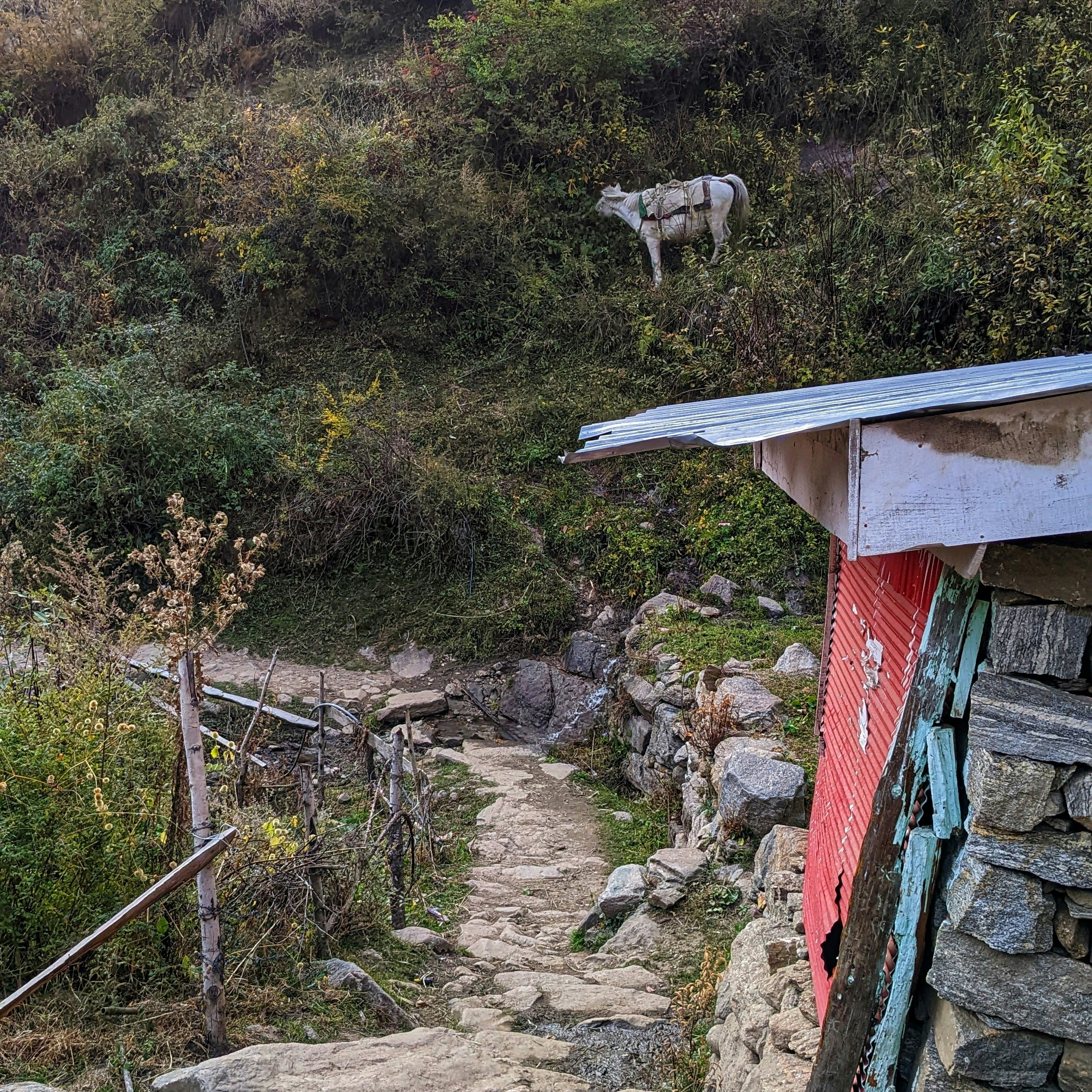 A goat on a path in the woods photo – Free Kutla Image on Unsplash