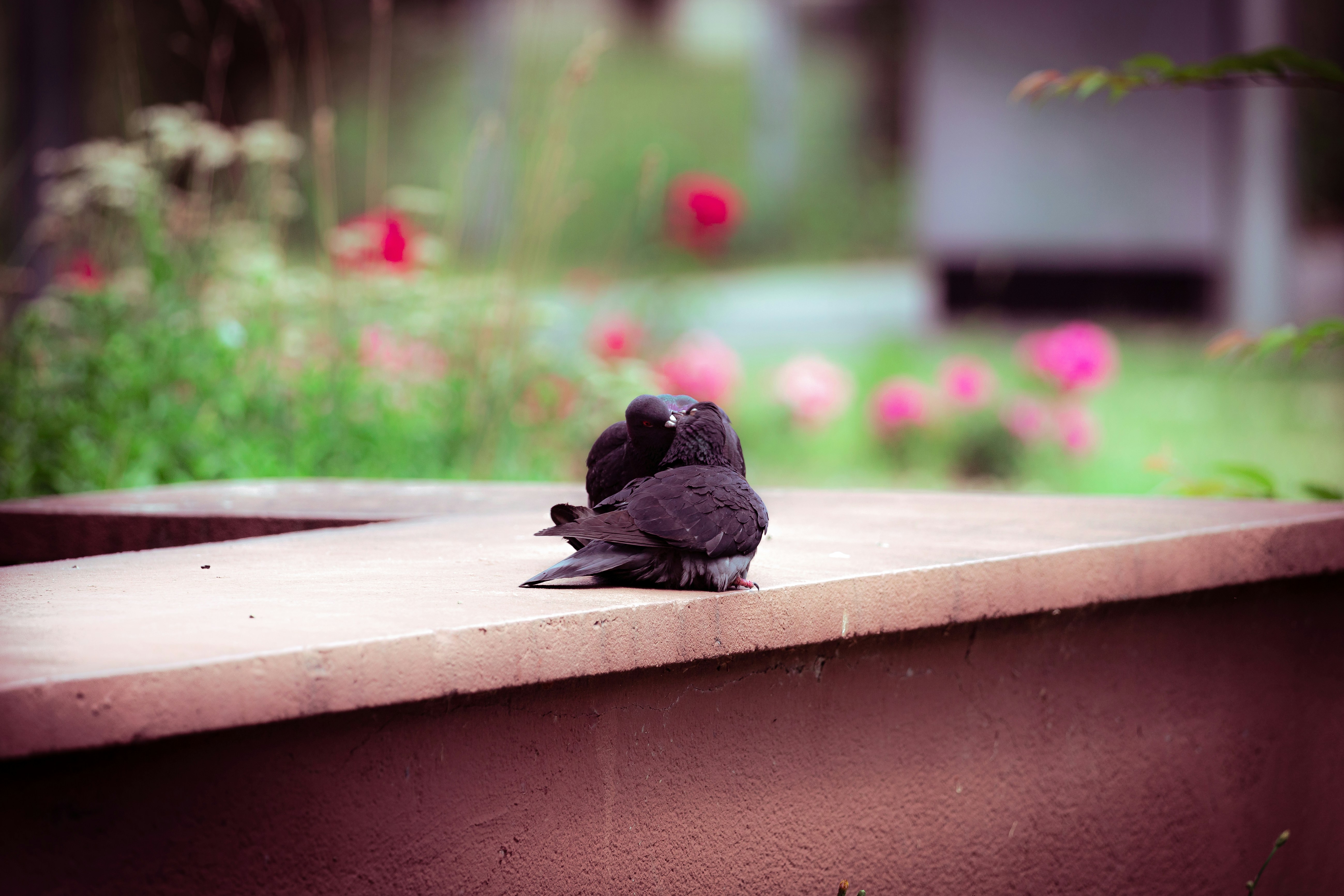 Solitary Blackbird on a Garden Ledge, Velvet Pink in the Background