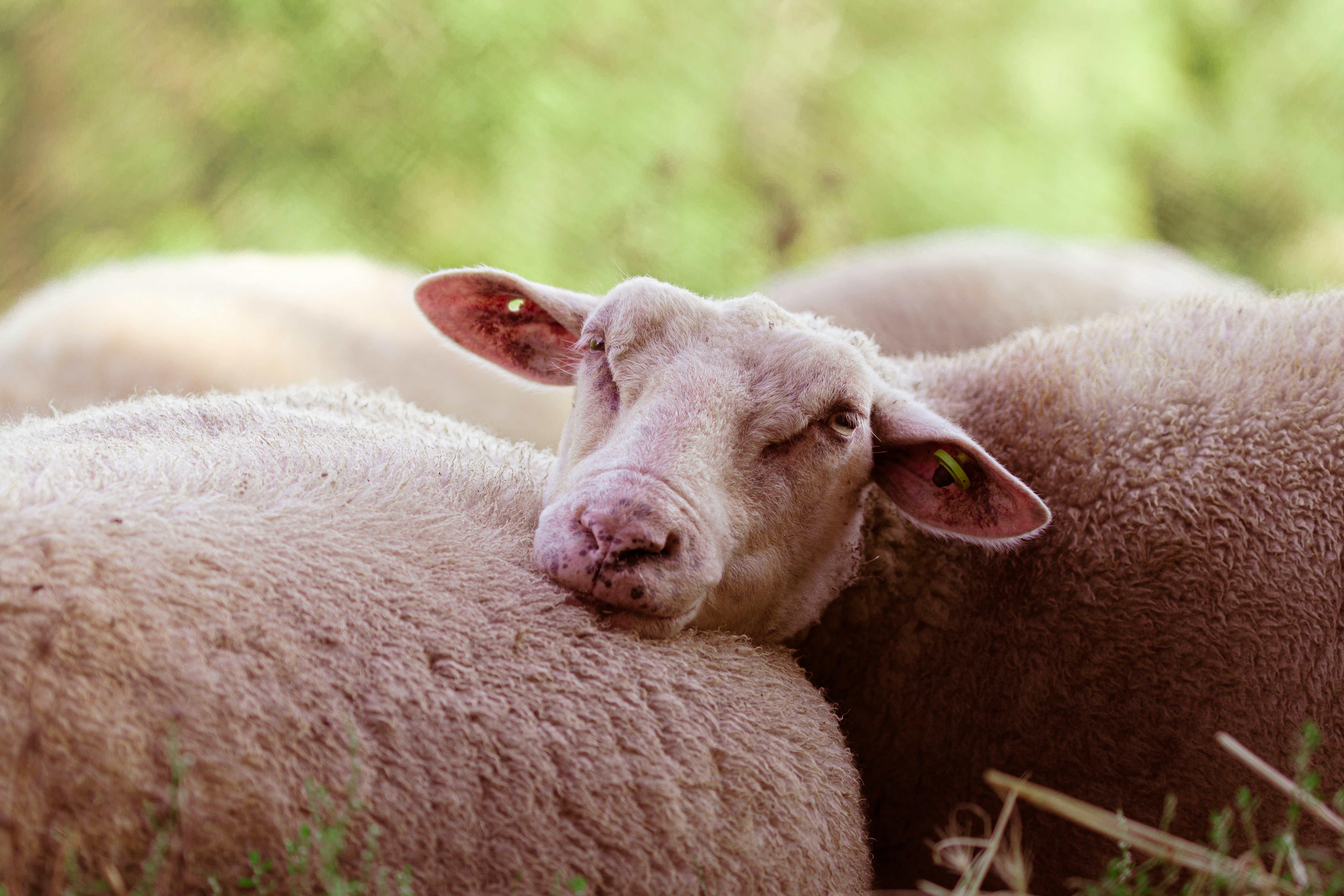 A group of sheep lay in a grassy field photo – Free Nature Image on ...