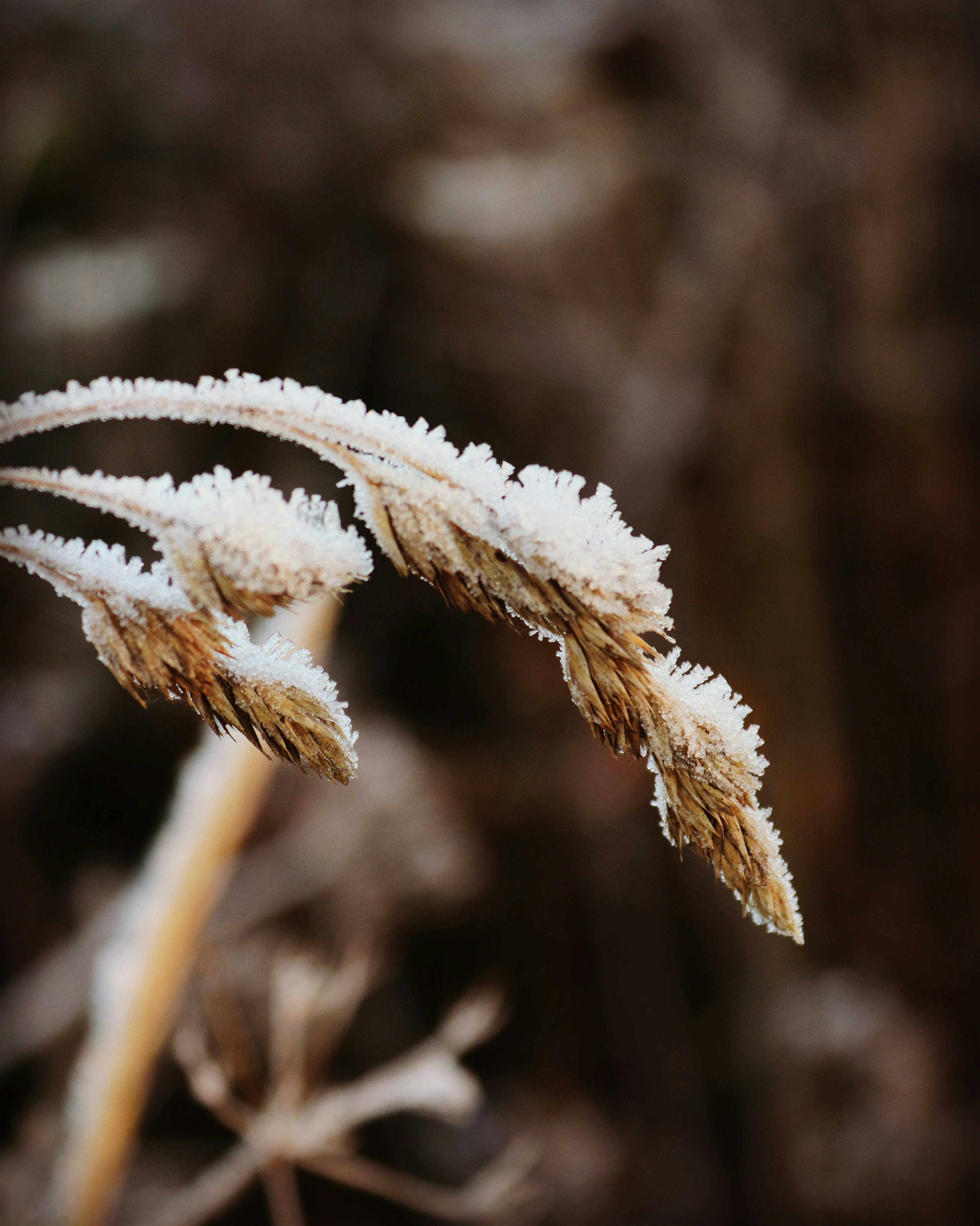 Ice crystals on plants
