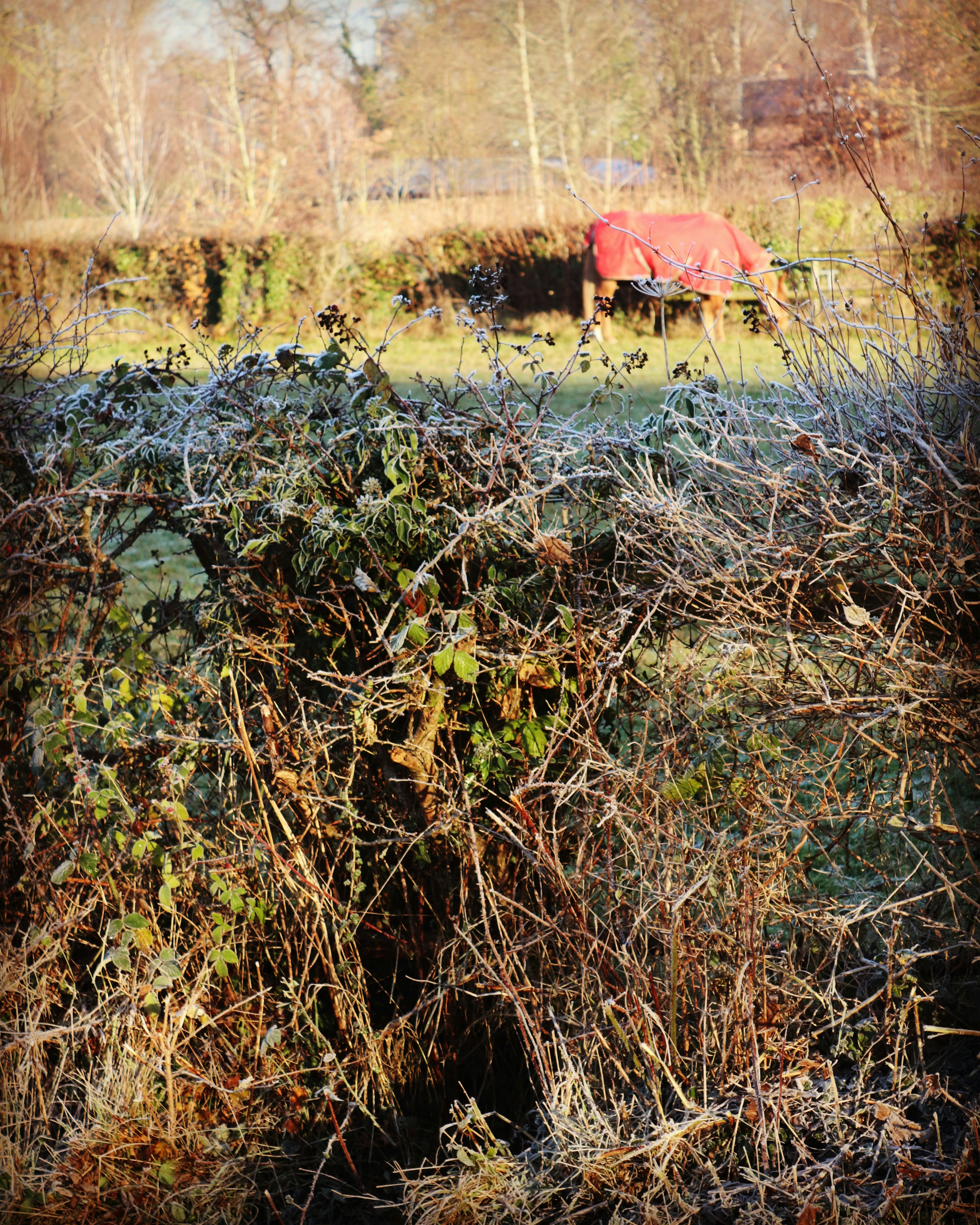 Red Horse Blanket in a Frosted Field: Morning Quiet Behind the Hedge