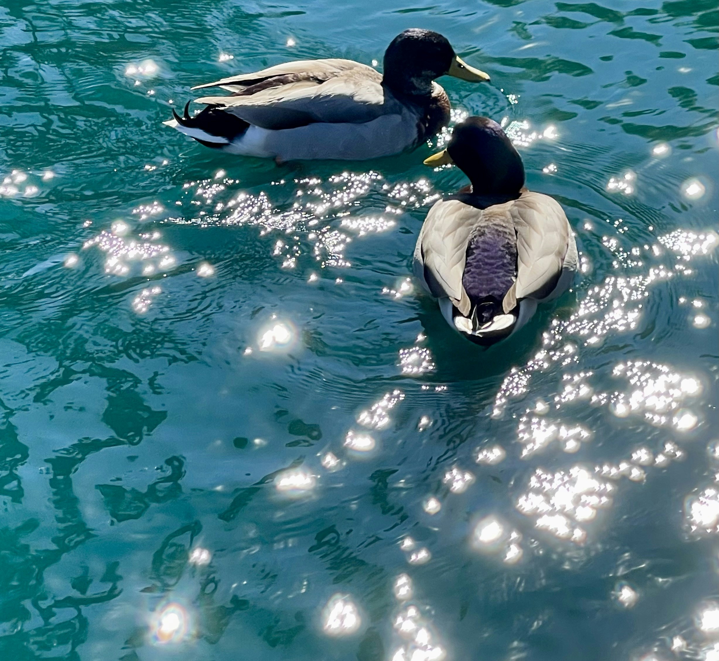Duo of Dabbling Ducks: Quiet Reflections on Sunlit Water