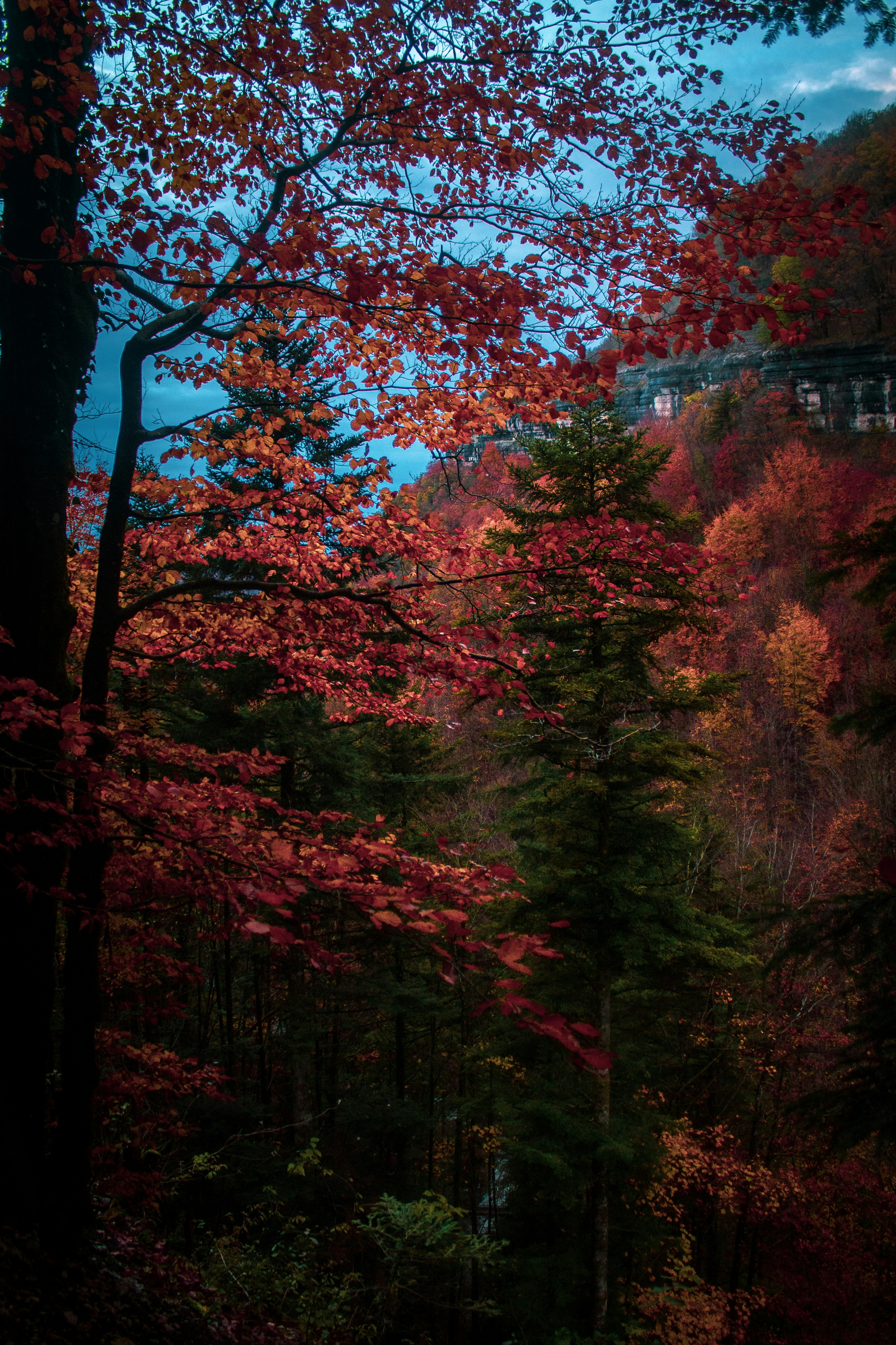 A group of trees with colorful leaves photo – Free Tree Image on Unsplash